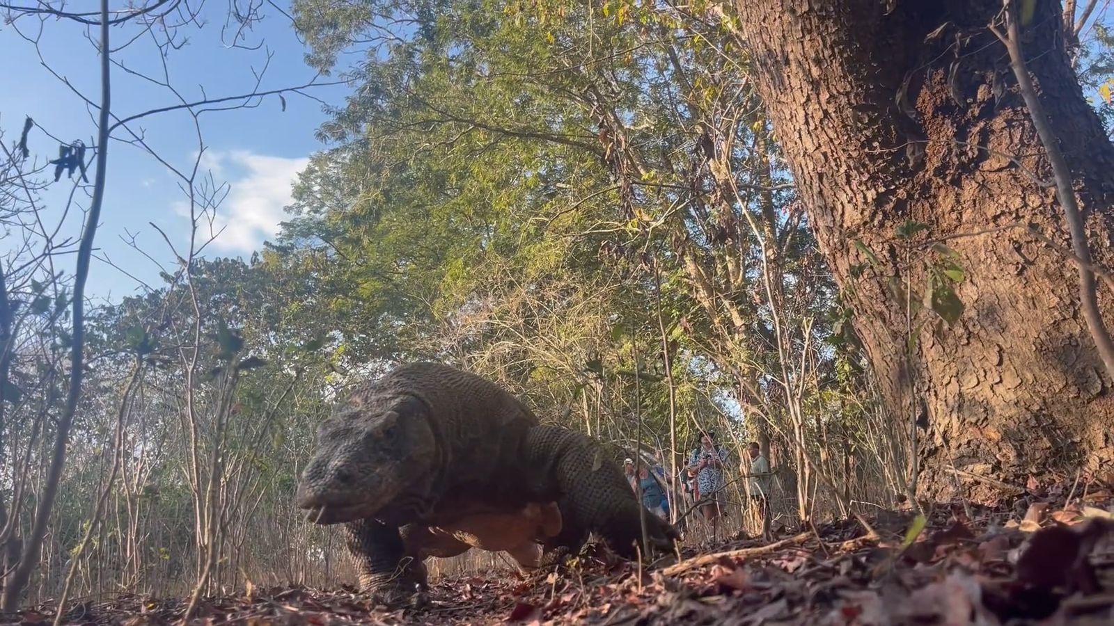 Komodo Dragon Videos, Download The BEST Free 4k Stock Video Footage ...