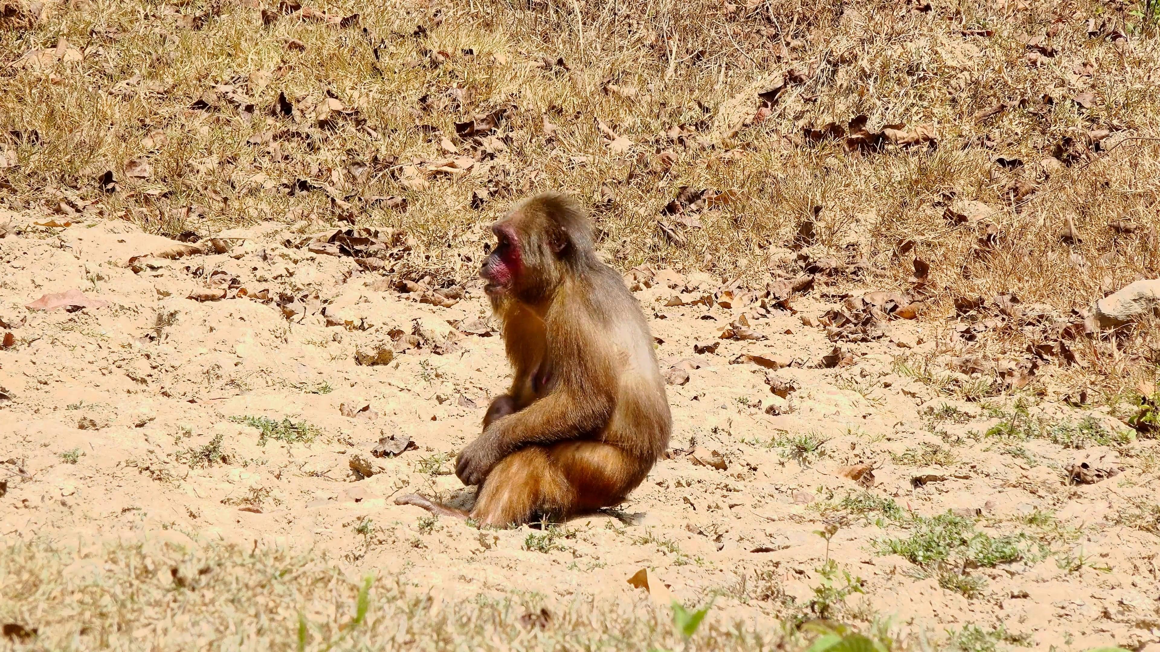 stumpies_2021_18 (1) Free Stock Video Footage, Royalty-Free 4K & HD ...