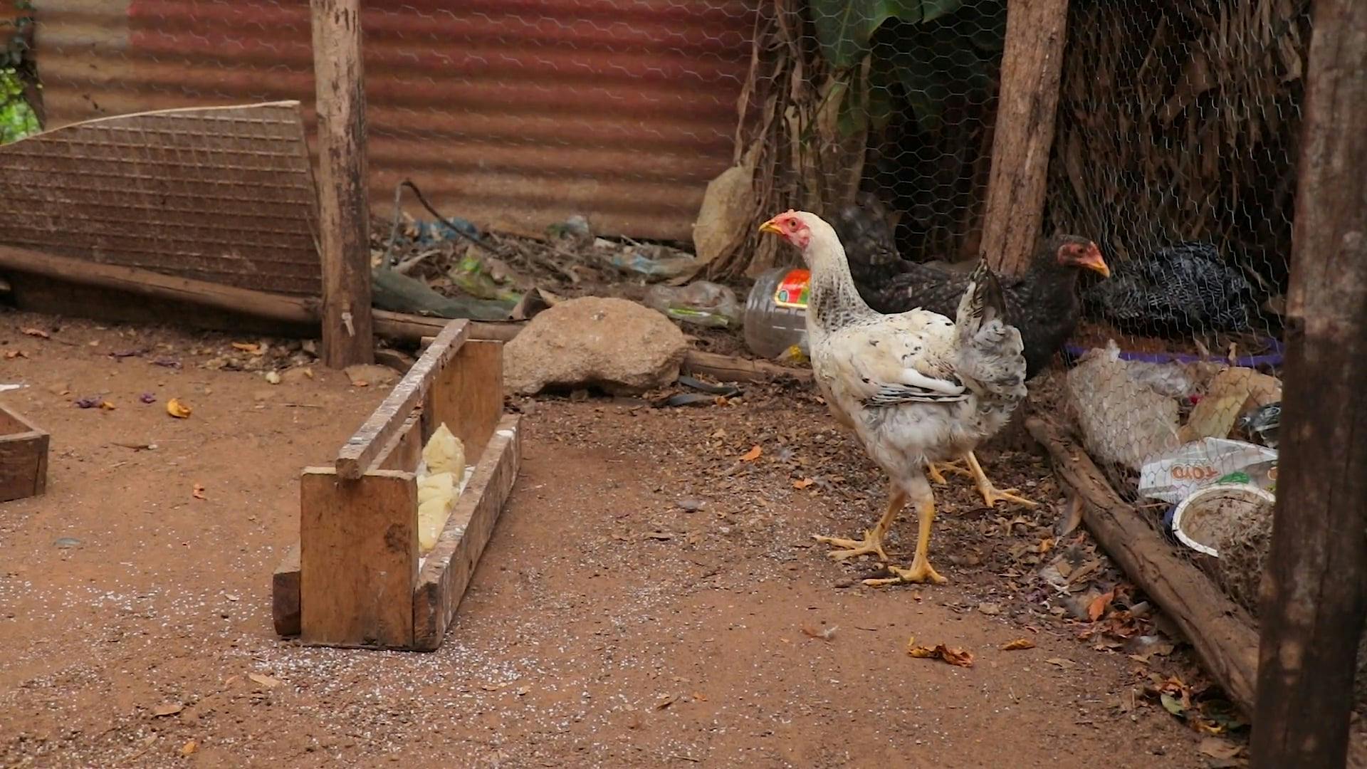 Worker Poultry Farm Videos, Download The BEST Free 4k Stock Video ...