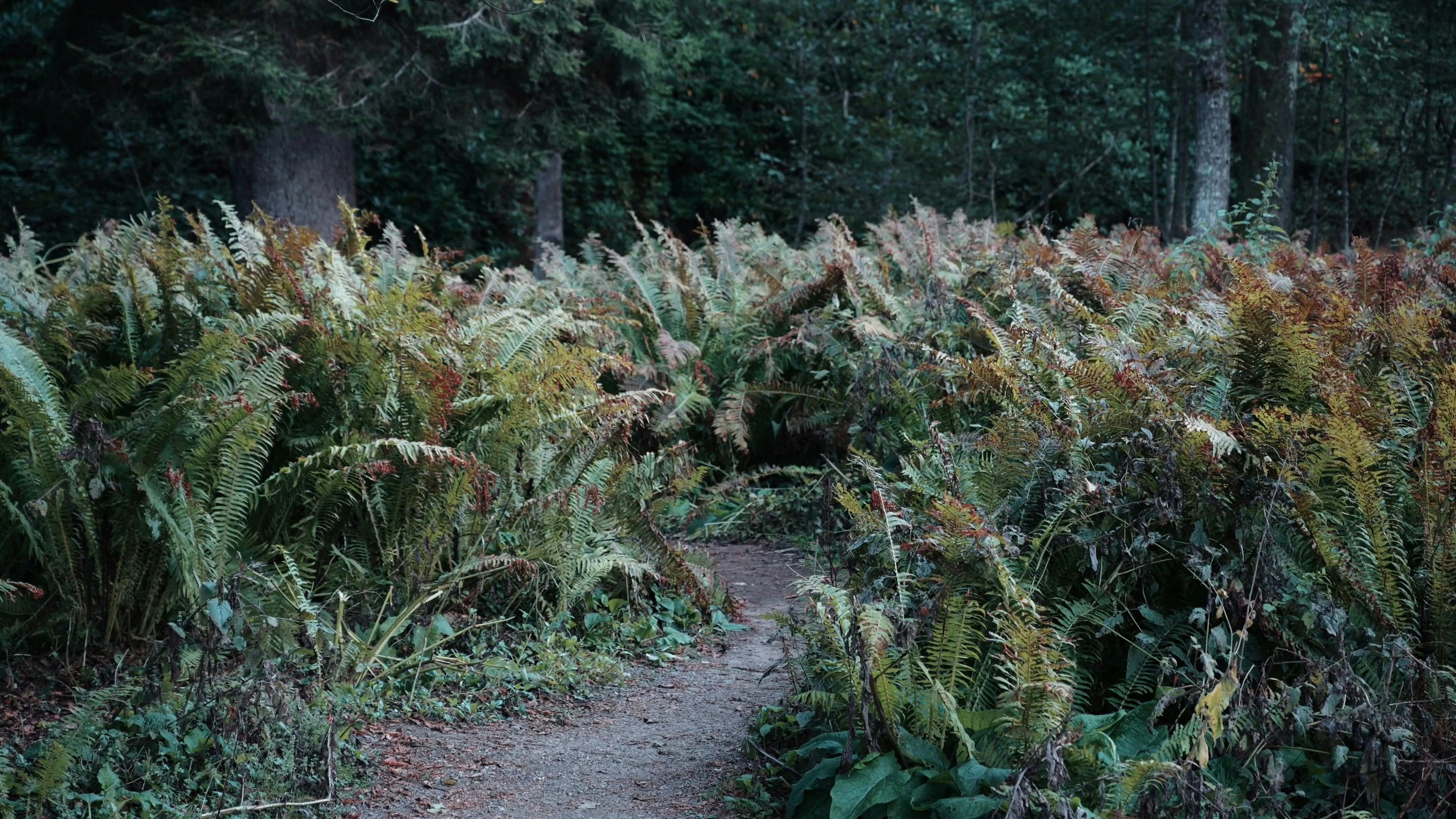 A person walking through a forest of ferns Free Stock Video Footage ...
