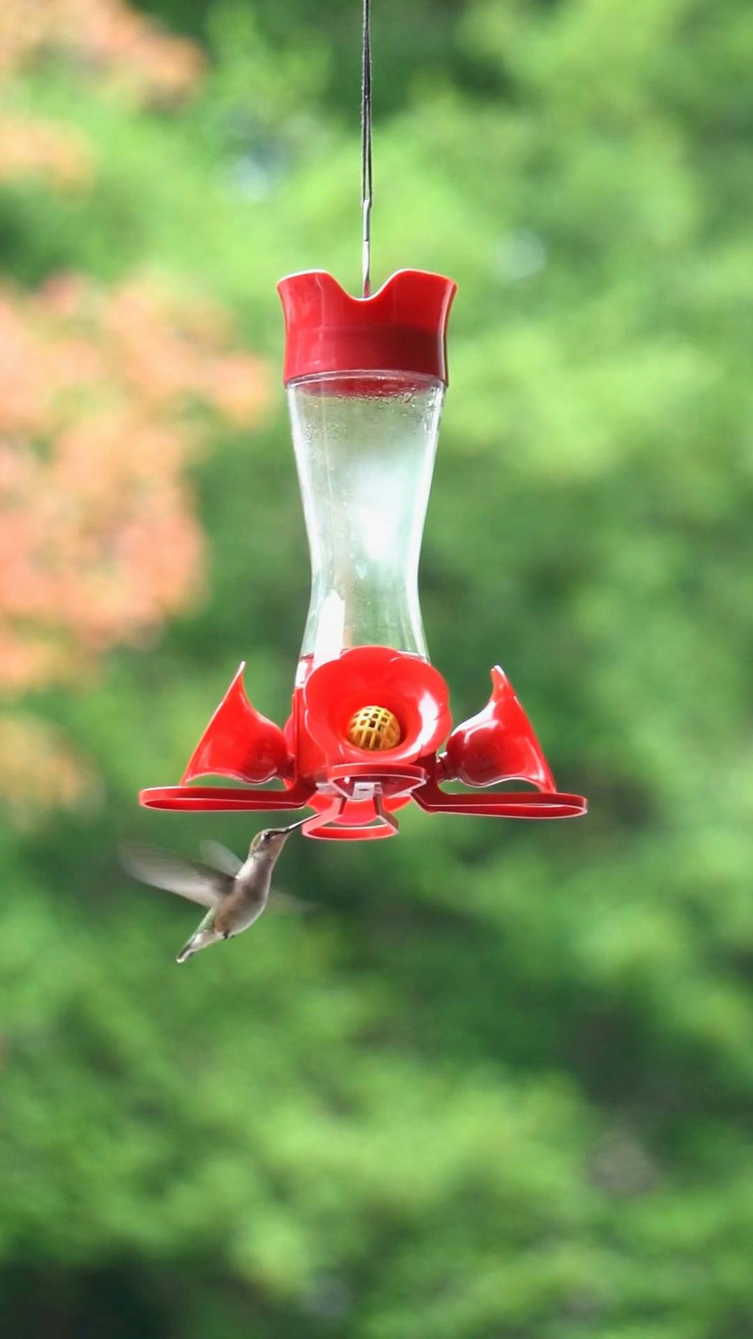 Birdwatching Techniques Videos, Download The BEST Free 4k Stock Video ...