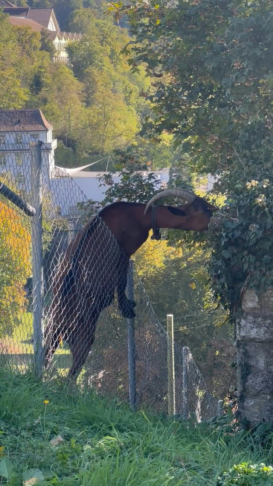 Animal Point Of View Videos, Download The BEST Free 4k Stock Video ...