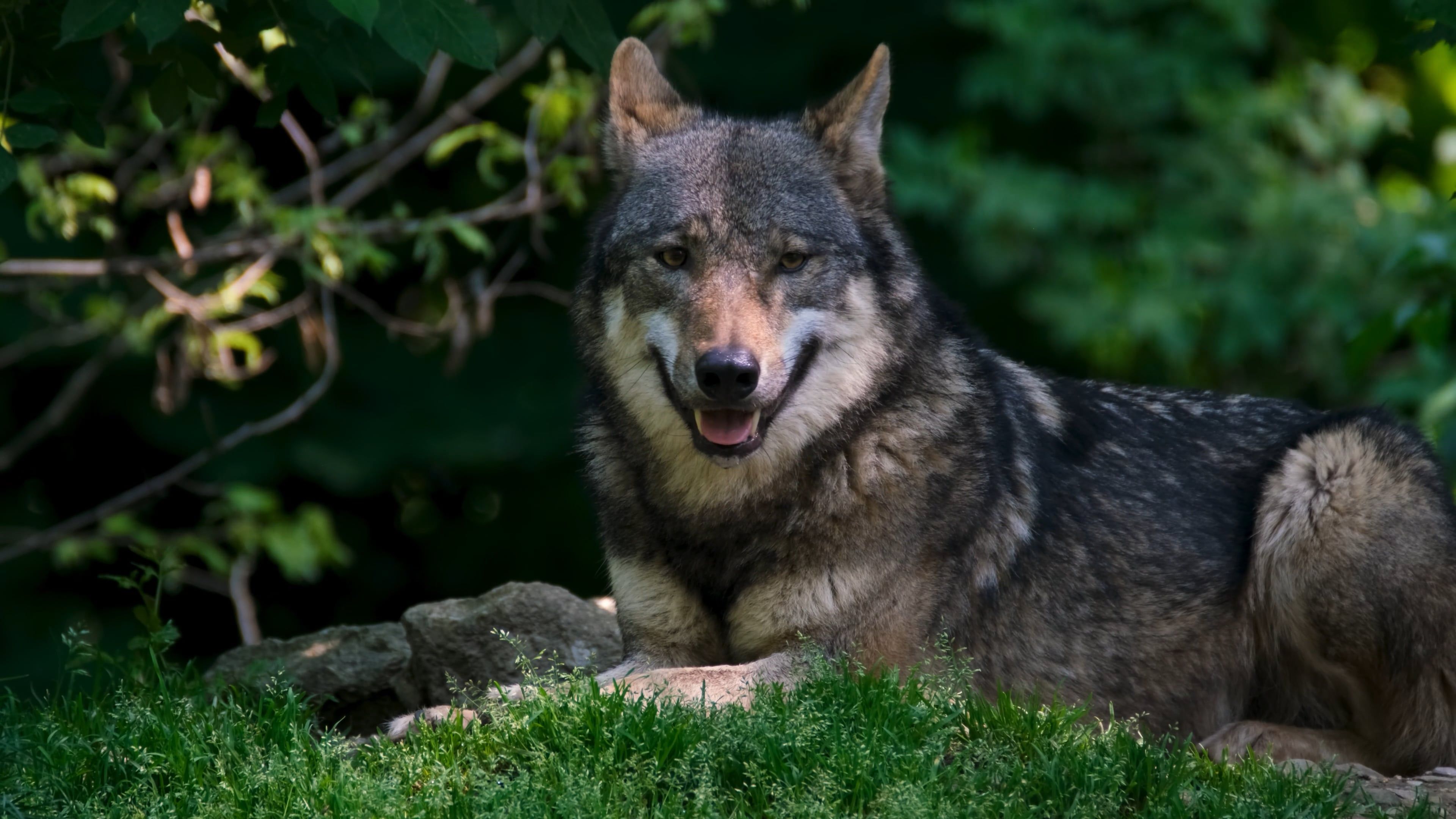 Wolf Lying on Ground Free Stock Video Footage, Royalty-Free 4K & HD ...