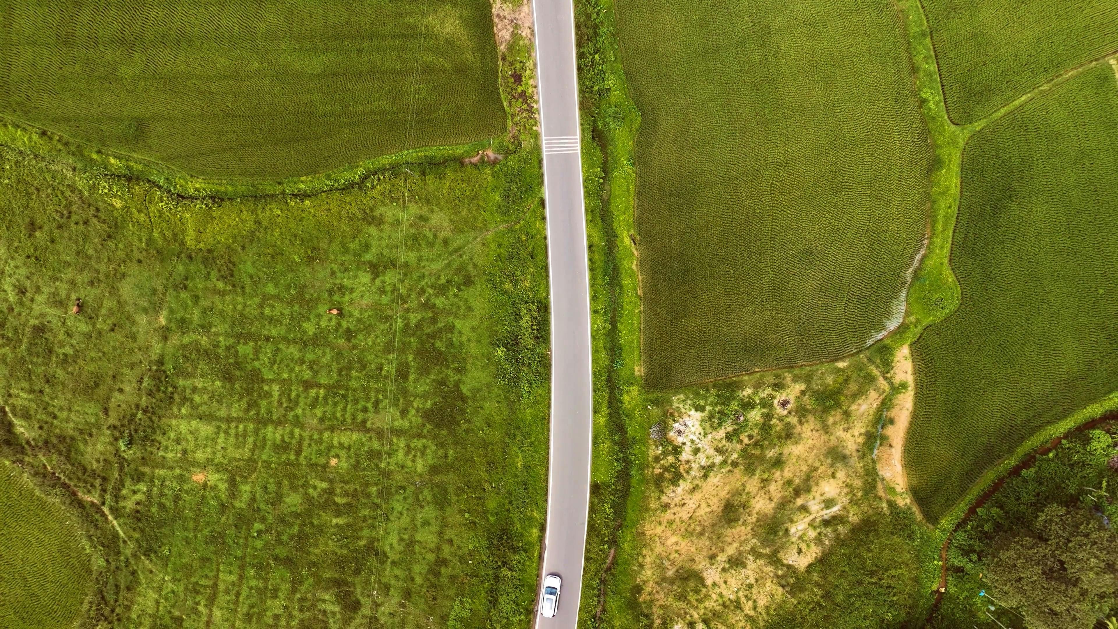Aerial View of Lush Green Rice Fields in Indonesia Free Stock Video ...