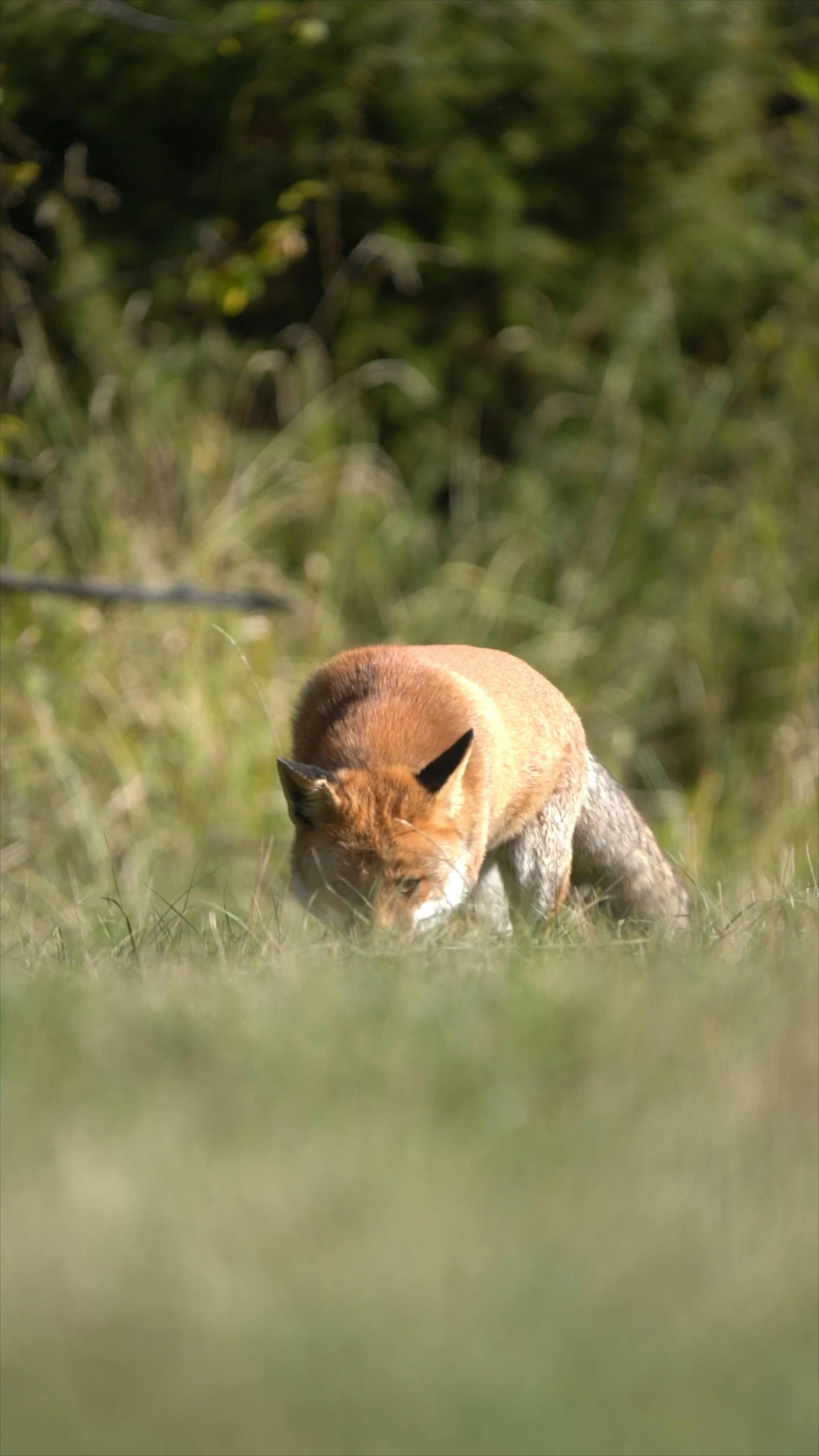 Slow Fox Free Stock Video Footage, Royalty-Free 4K & HD Video Clip