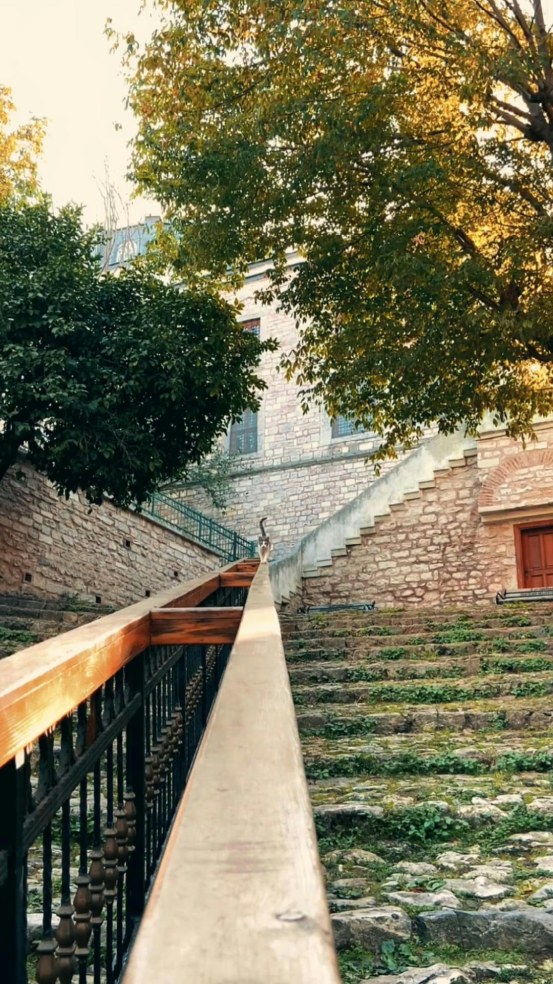 Group of Playful Cats Relaxing Outdoors Free Stock Video Footage ...