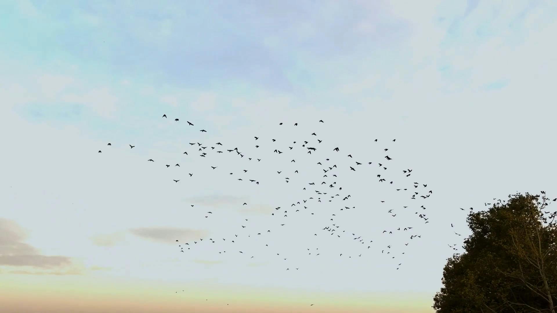 Crows Flying Videos, Download The BEST Free 4k Stock Video Footage ...