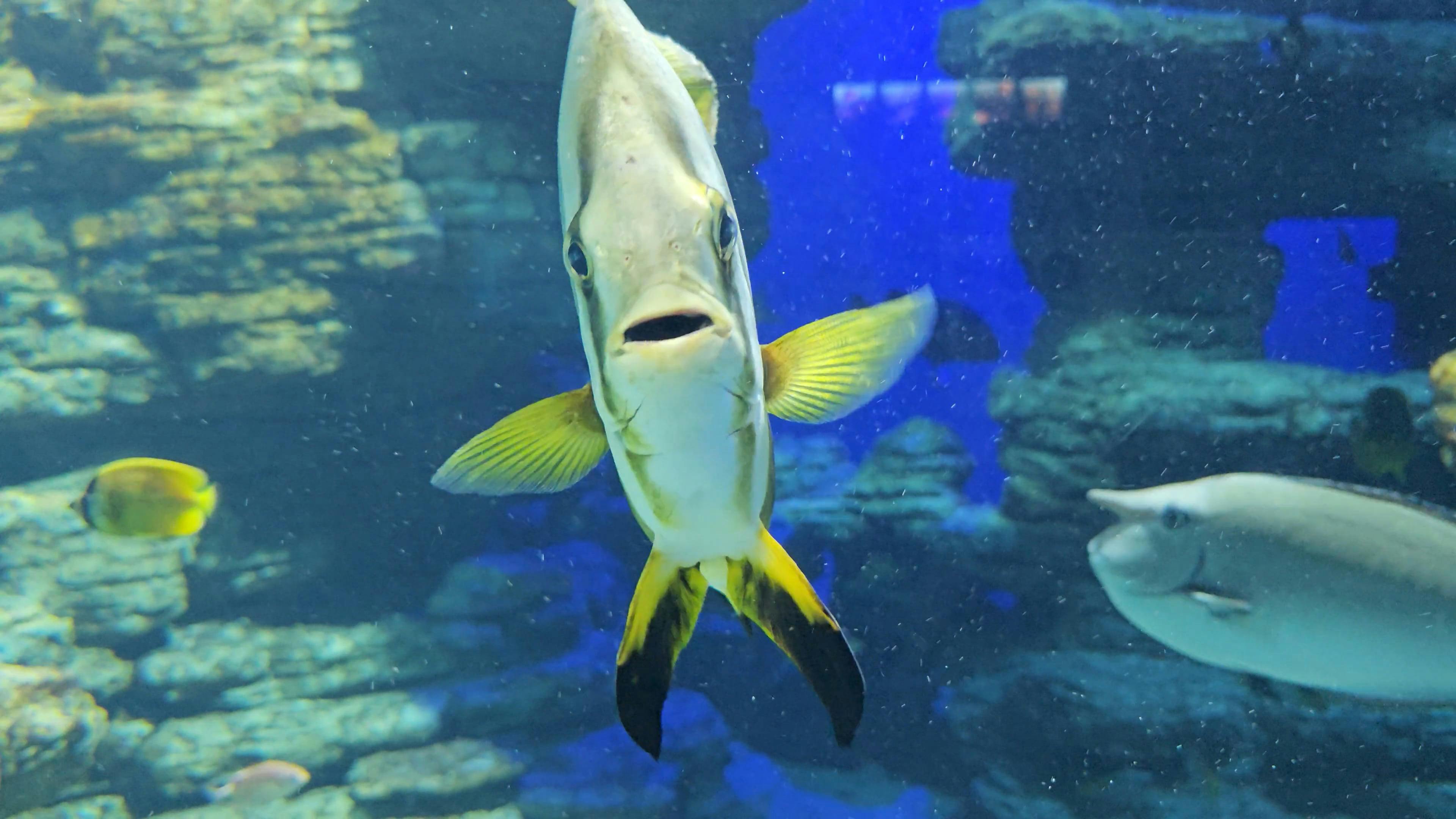 Colorful Marine Fishes Inside An Aquarium Free Stock Video Footage ...