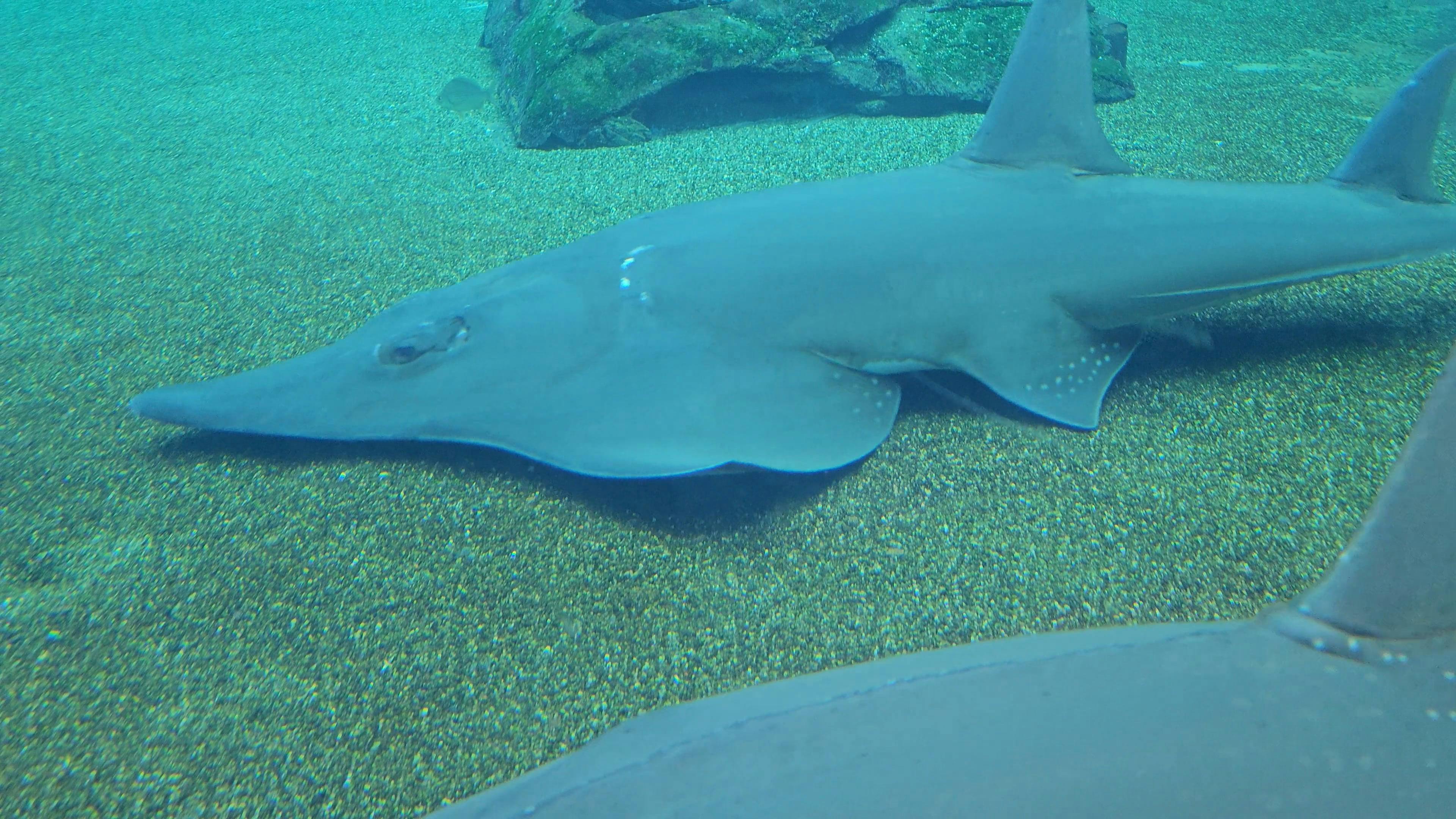 Low Angle Shot of Various Marine Animals in an Aquarium Free Stock ...