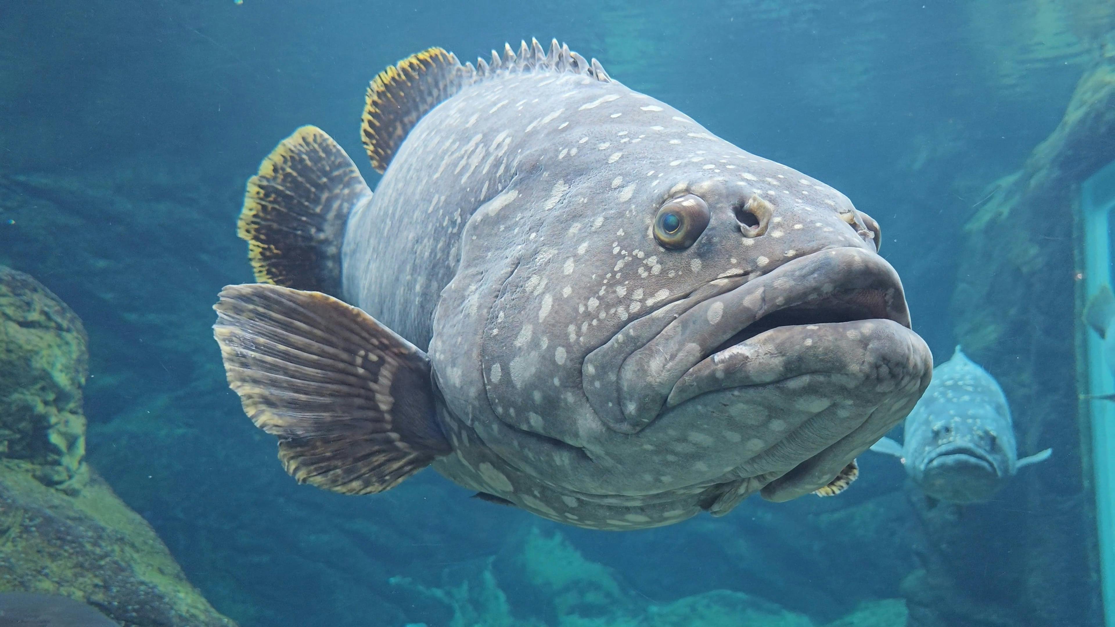 Fishes Swimming Underwater In An Aquarium Free Stock Video Footage ...