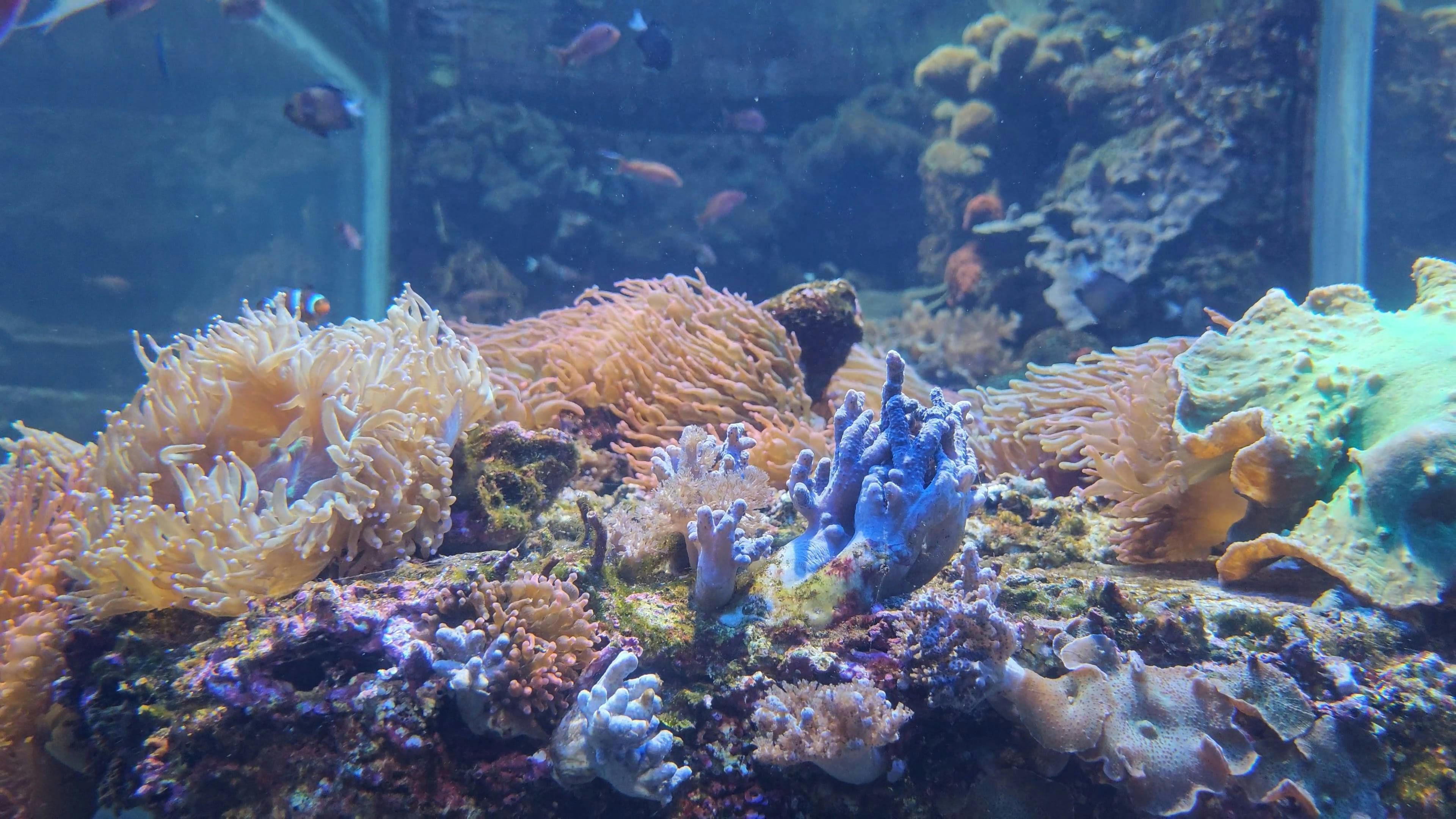 Colorful Marine Fishes Inside An Aquarium Free Stock Video Footage ...