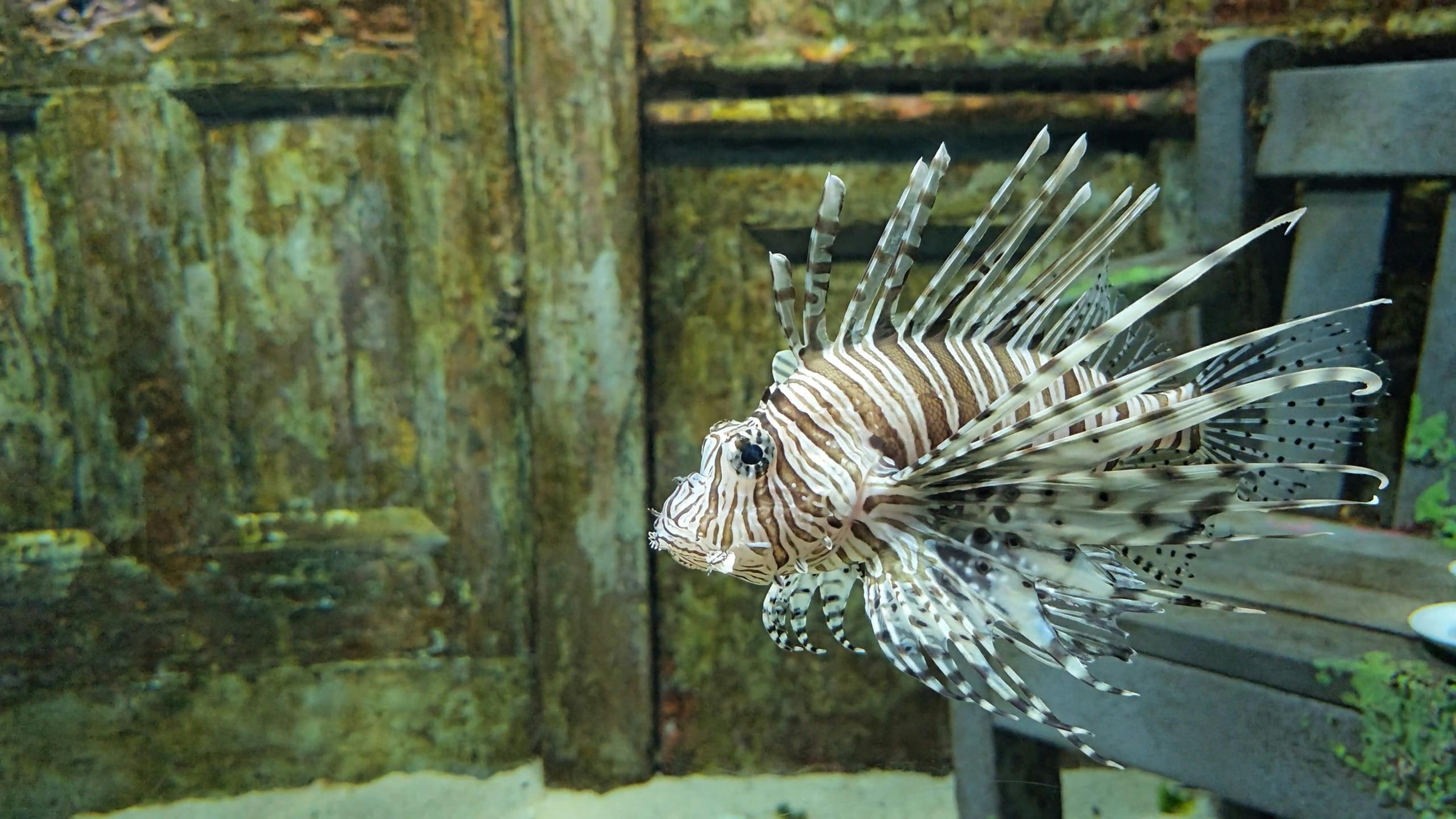 A Scorpion Fish In An Aquarium Free Stock Video Footage, Royalty-Free ...