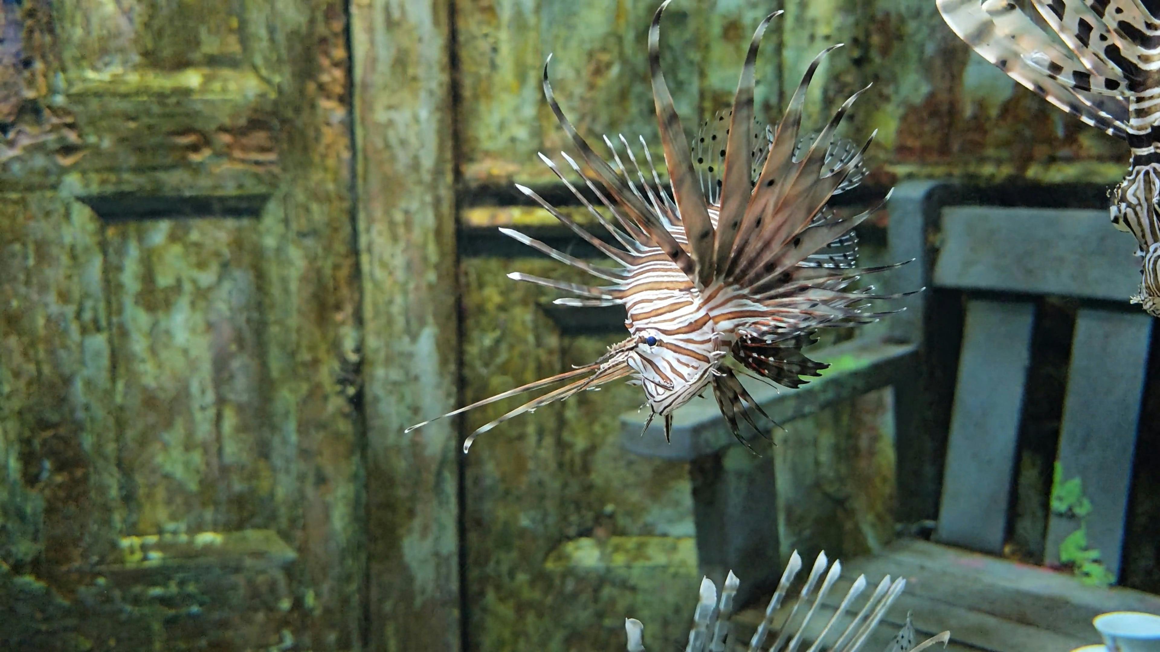 A Scorpion Fish In An Aquarium Free Stock Video Footage, Royalty-Free ...