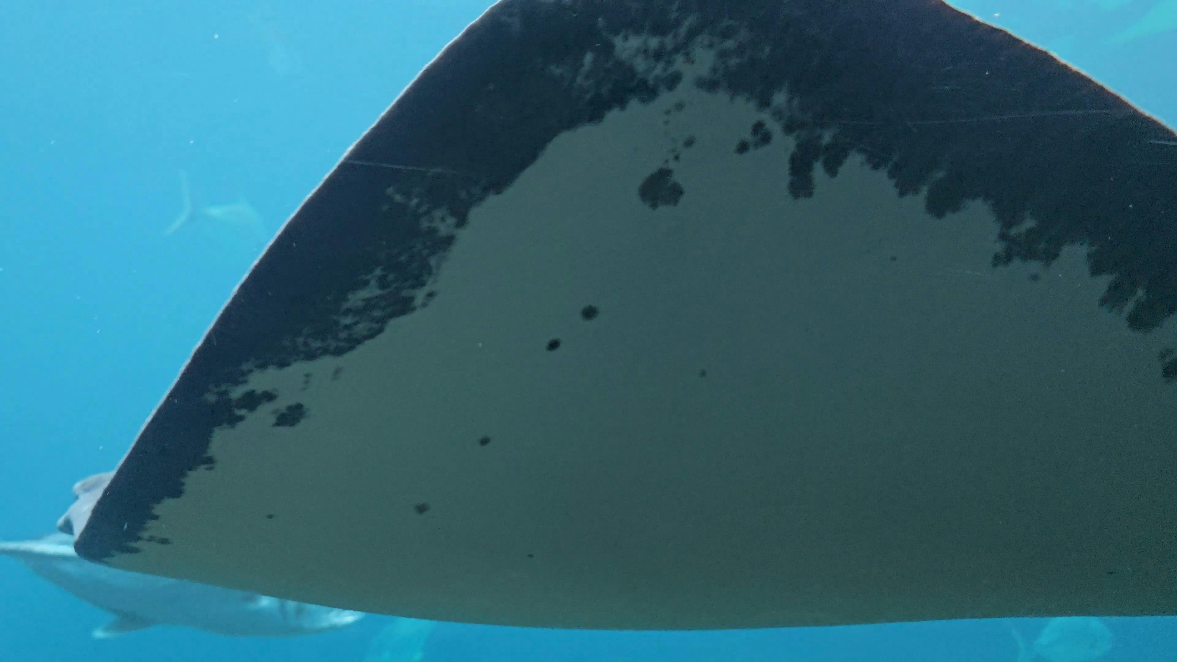 A Scorpion Fish In An Aquarium Free Stock Video Footage, Royalty-Free ...