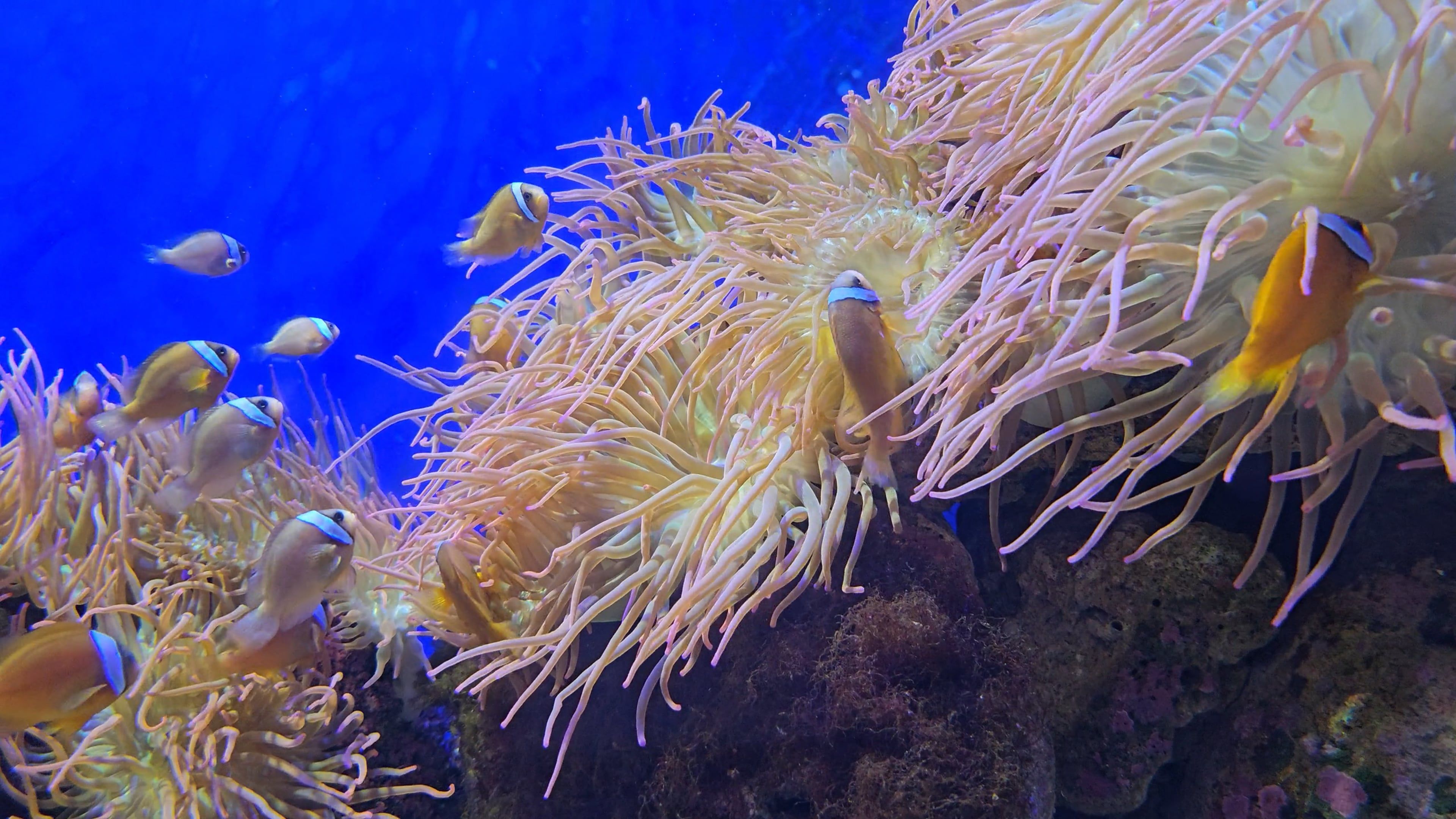 Aquamarine Life Inside An aquarium Free Stock Video Footage, Royalty ...
