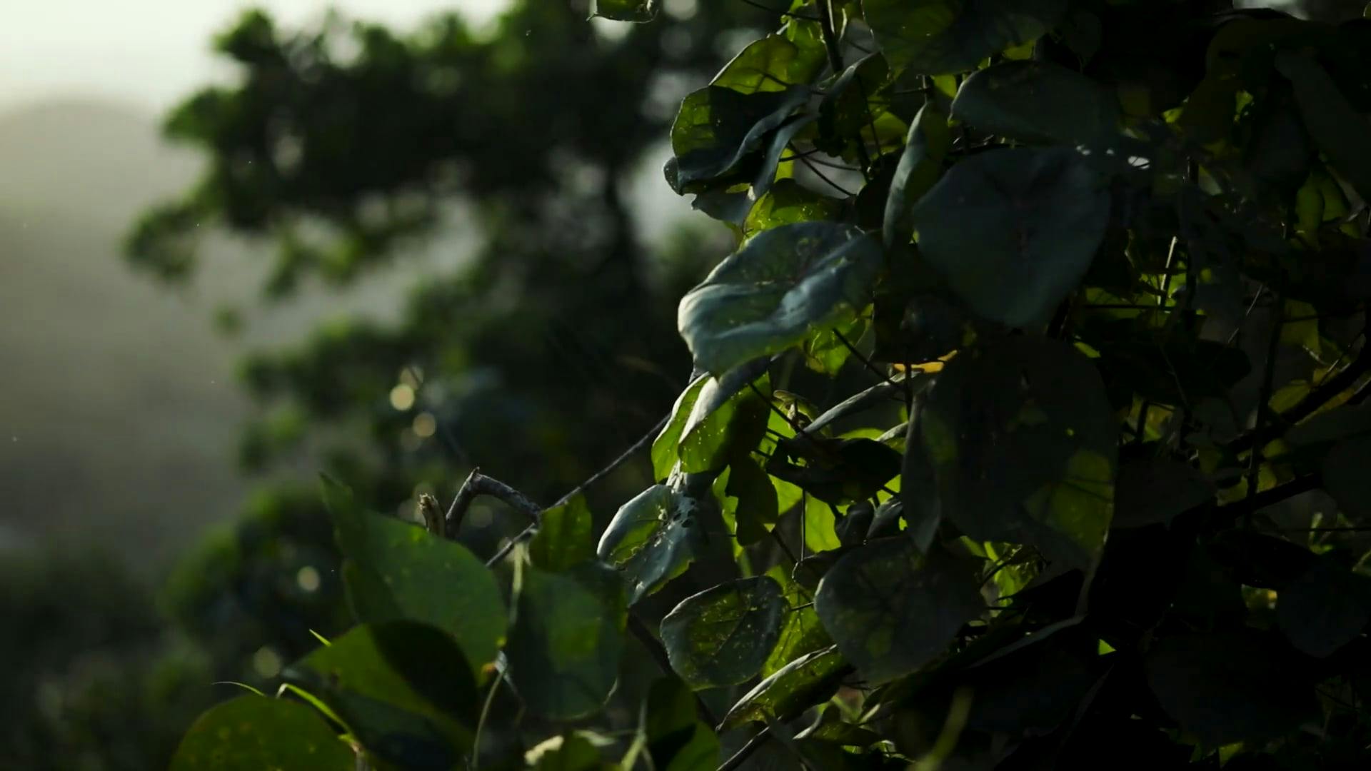 Sea Vine Videos, Download The BEST Free 4k Stock Video Footage & Sea ...