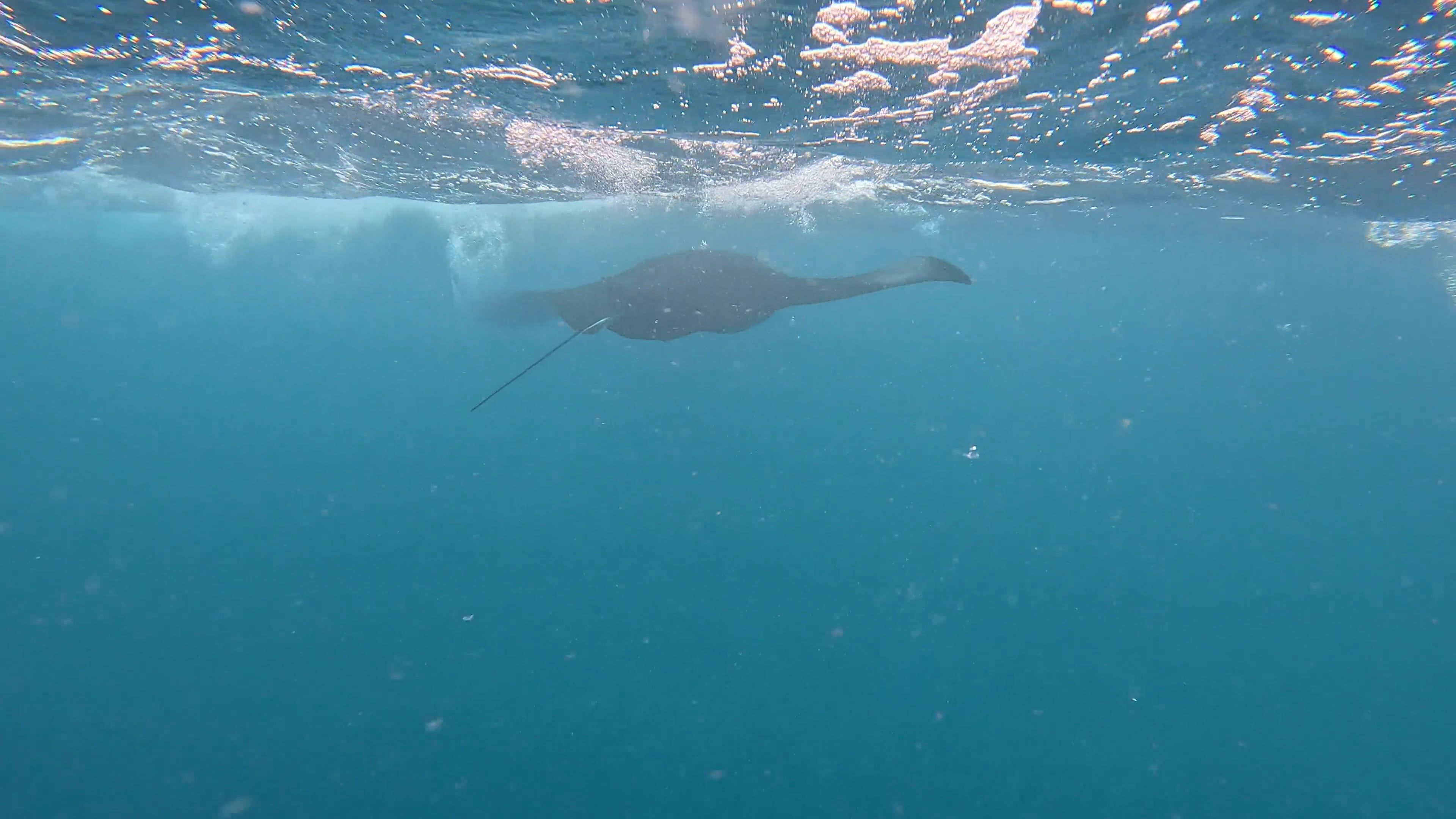 chasing manta ray in Maldivian ocean Free Stock Video Footage, Royalty ...