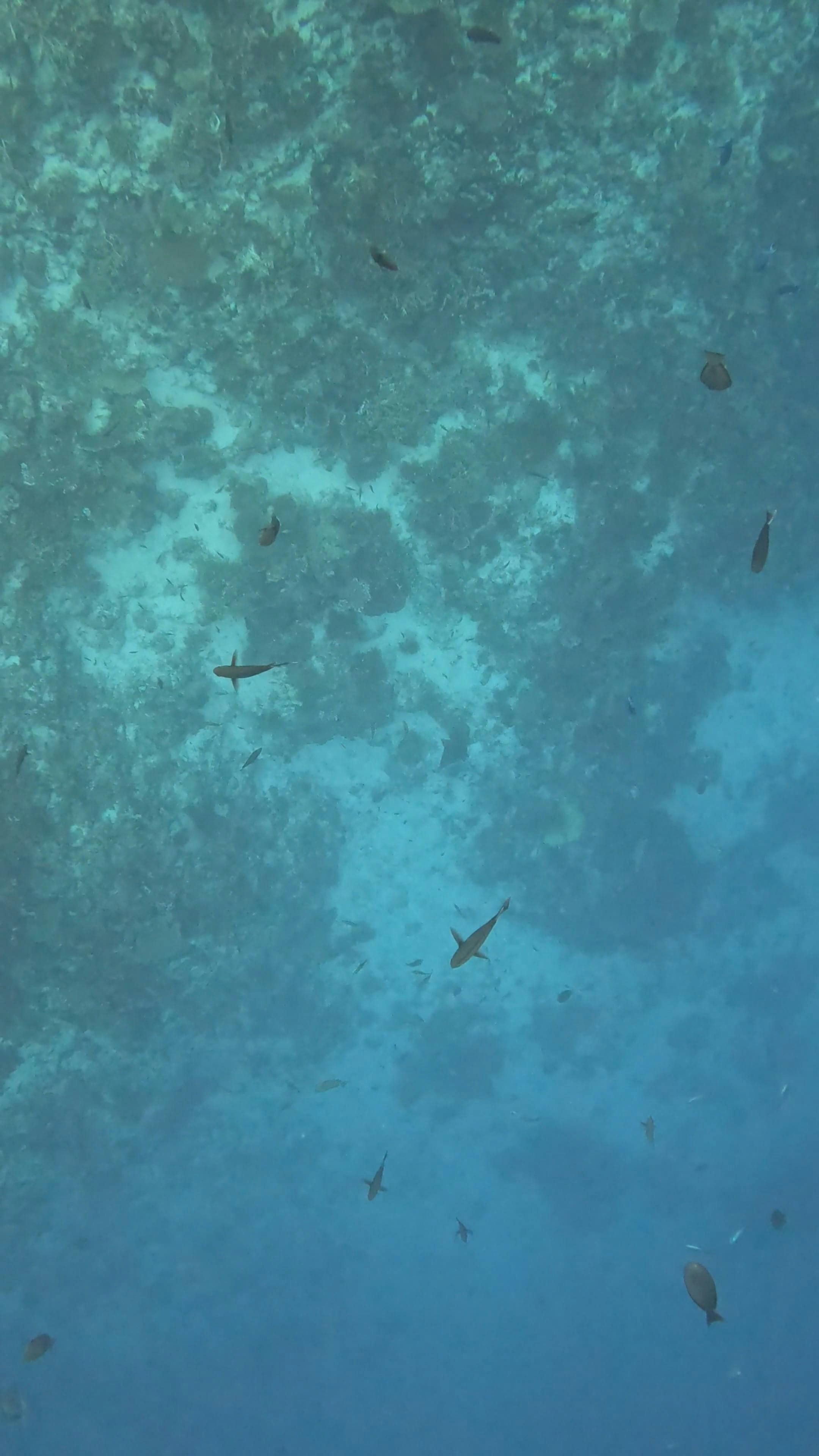 snorkeling with eagle ray manta ray fish Maldives Free Stock Video ...