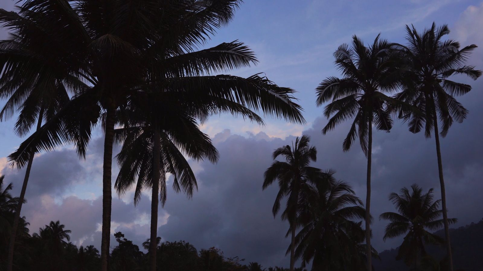 Palm Tree Videos, Download The BEST Free 4k Stock Video Footage & Palm ...