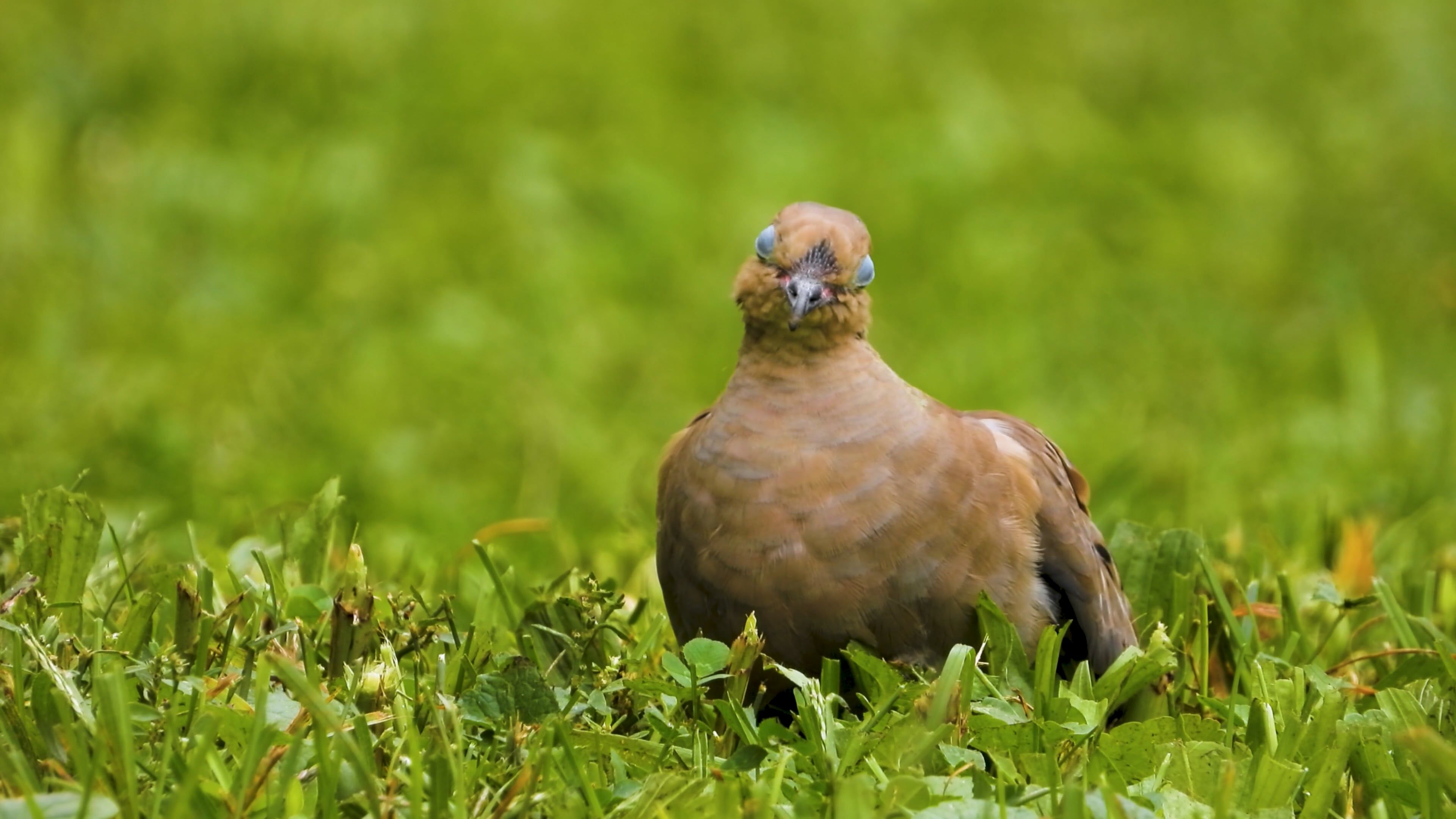 Collared Dove Videos, Download The BEST Free 4k Stock Video Footage ...
