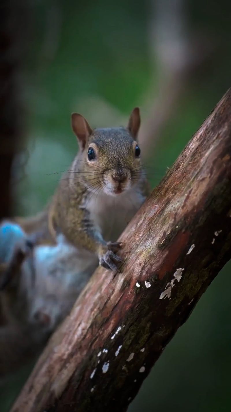 Hd Portrait Anime Wallpaper Videos, Download The BEST Free 4k Stock ...