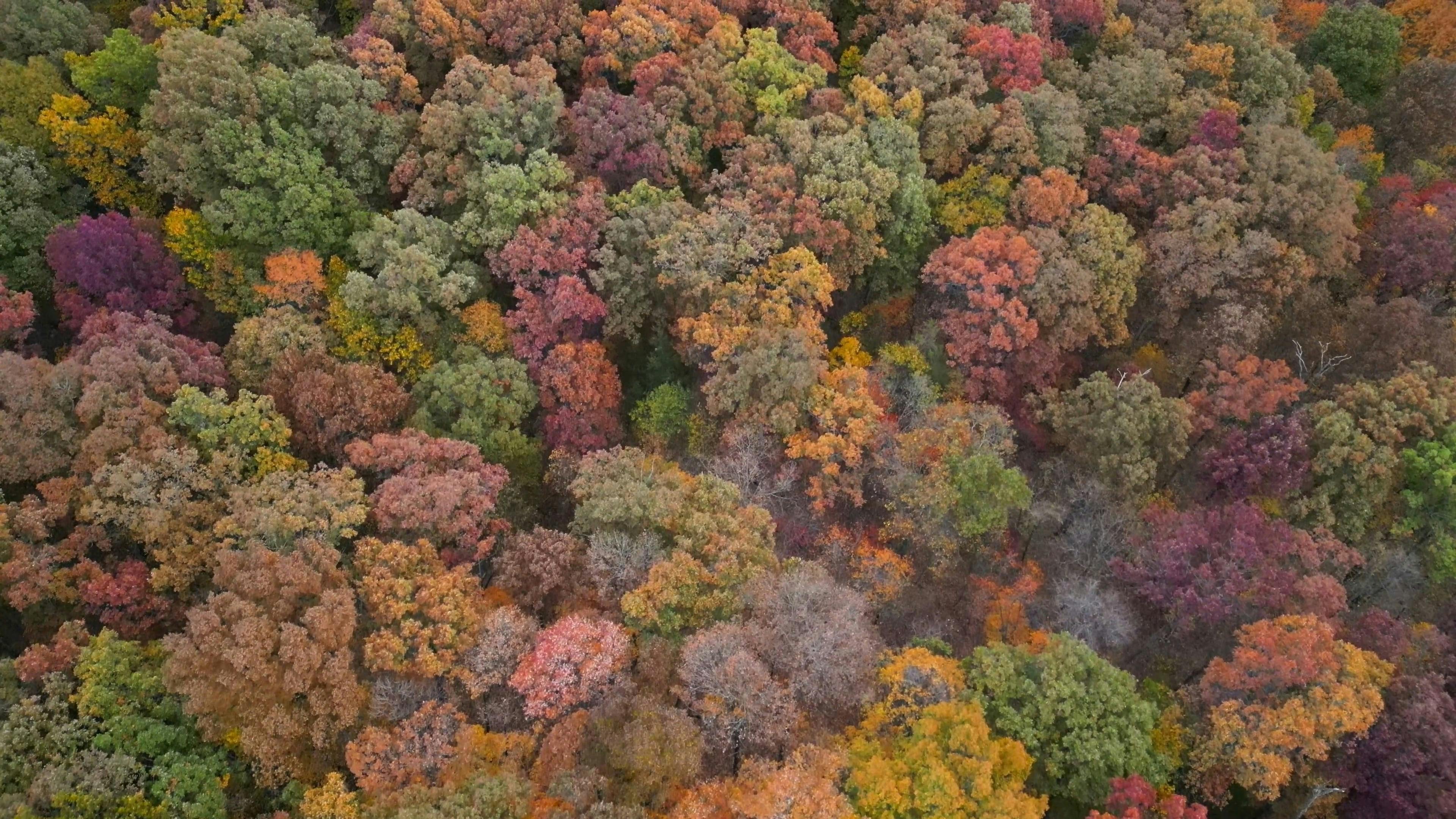 Drone View Of Autumn Colors Free Stock Video Footage, Royalty-Free 4K ...