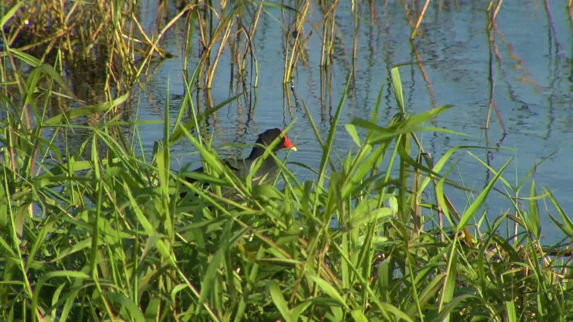 Duck Floating · Free Stock Video