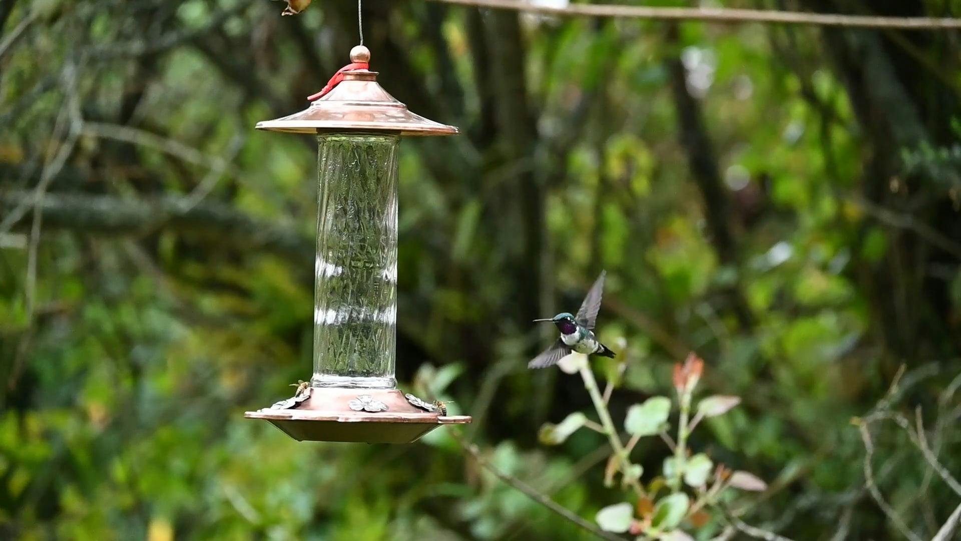 Color Birds Videos, Download The BEST Free 4k Stock Video Footage ...