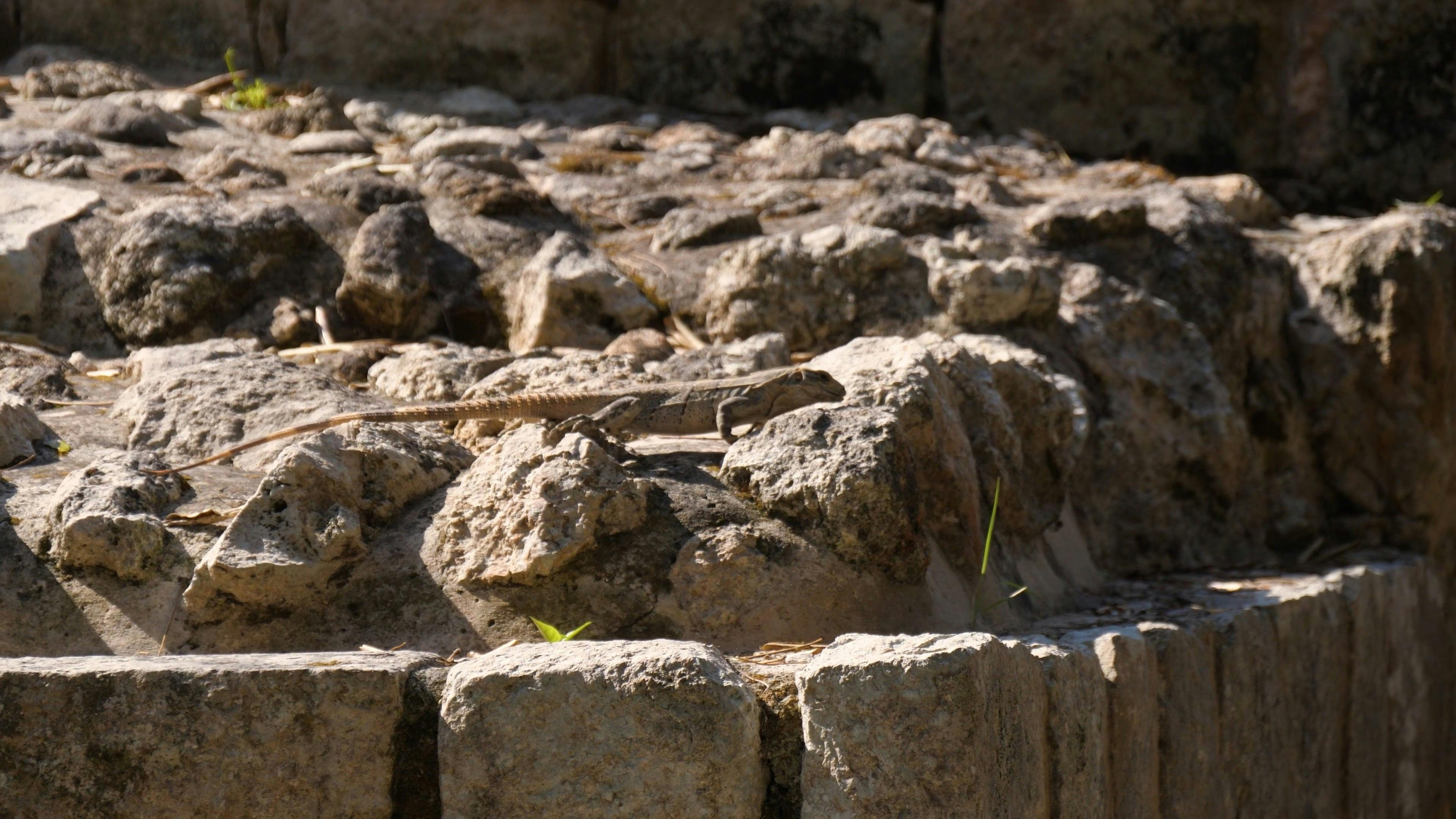 Ancient Mayan ziggurat pyramid and ruins in Yucatan Mexico Free Stock ...
