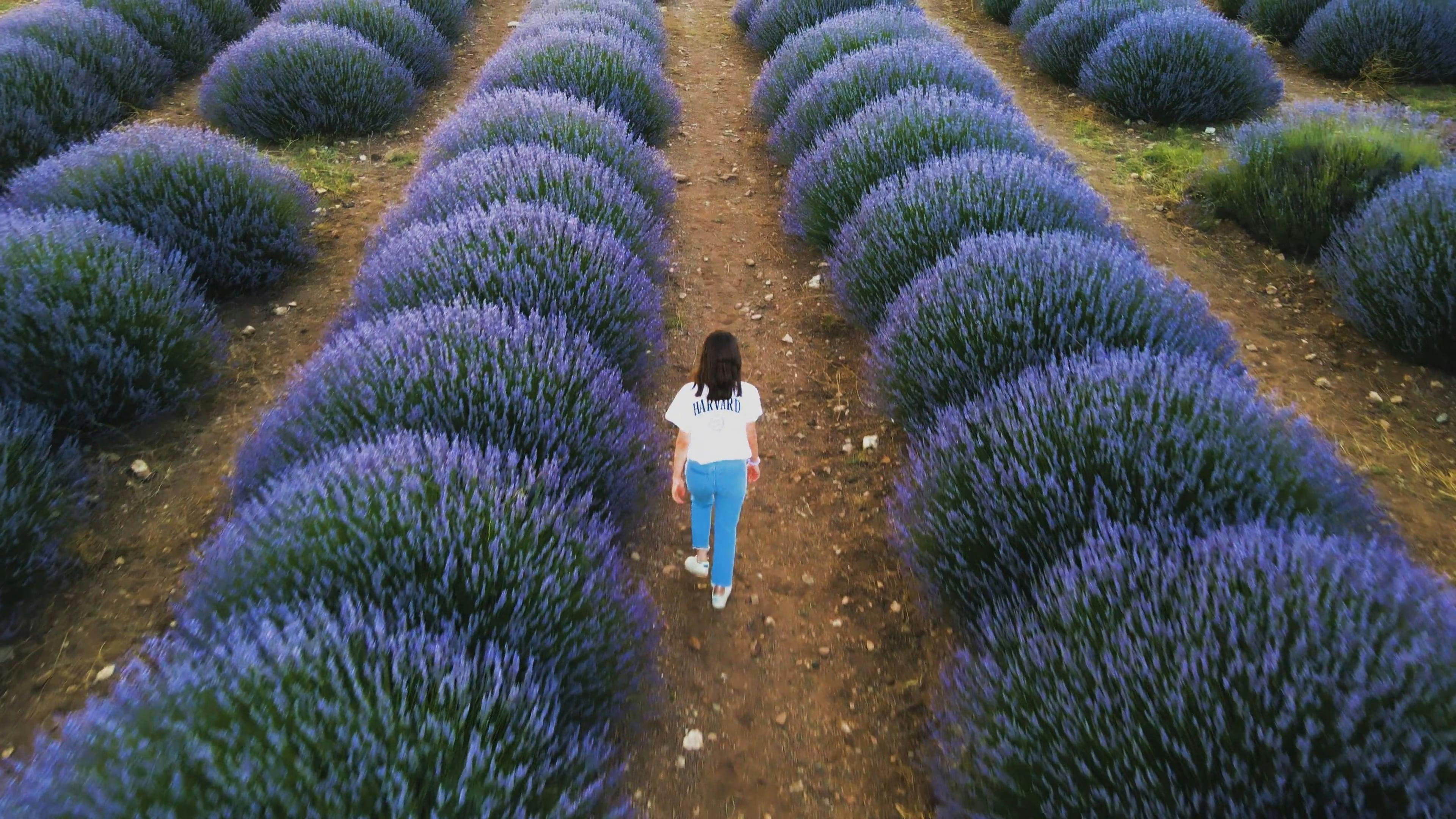 Lavender Free Stock Video Footage, Royalty-Free 4K & HD Video Clip