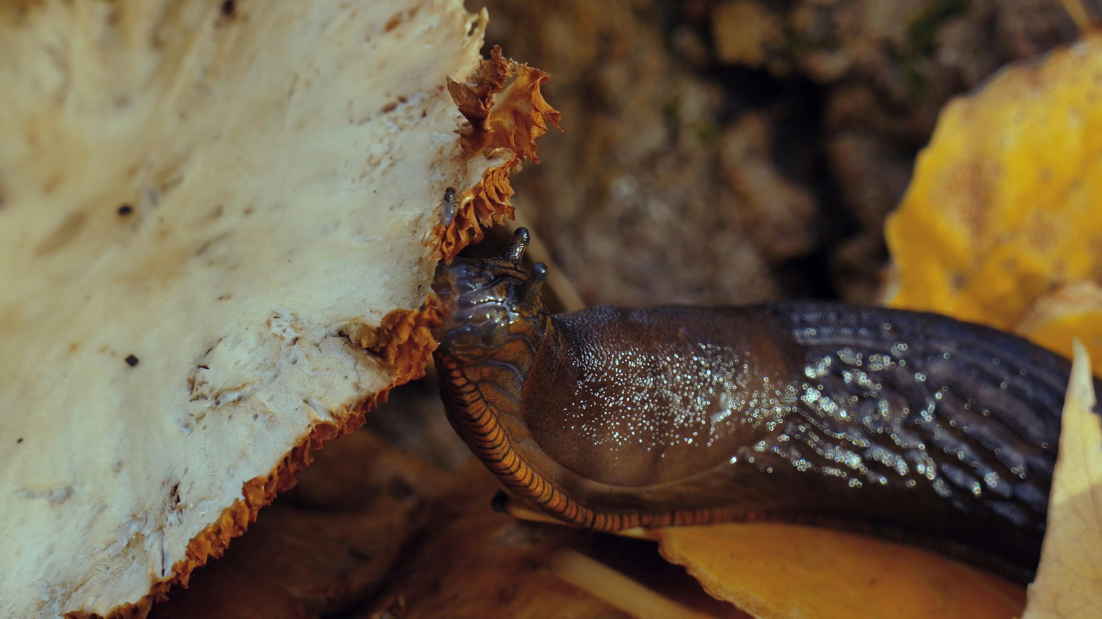 Mushroom Anatomy Videos, Download The BEST Free 4k Stock Video Footage ...