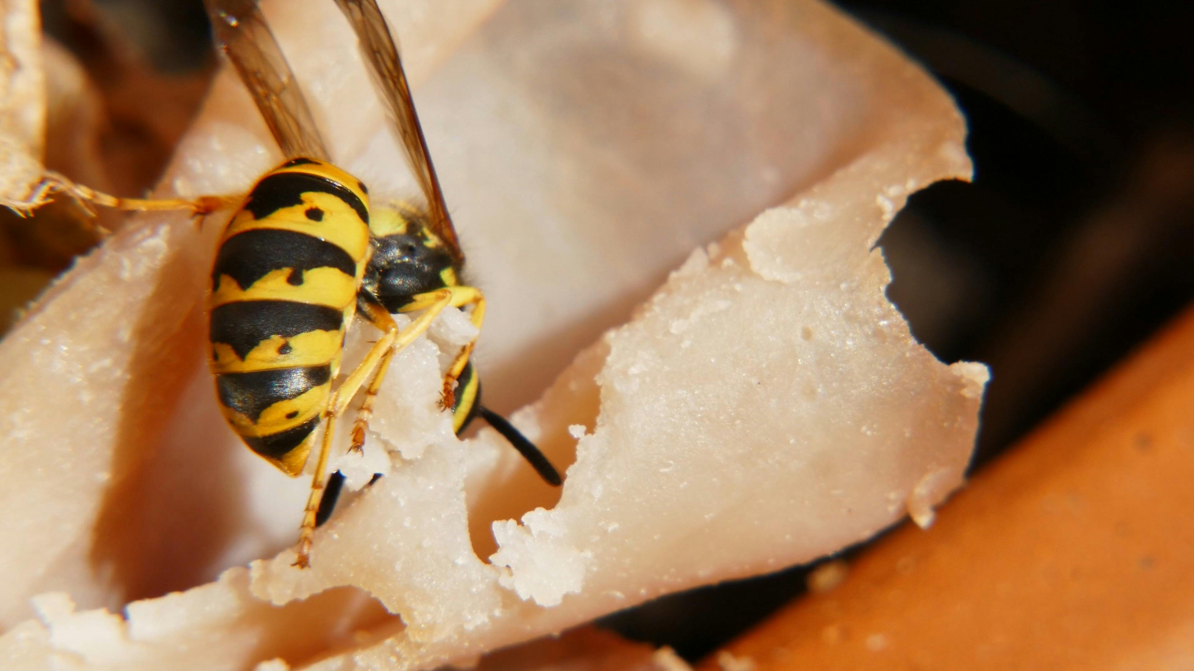 Insect Bites Videos, Download The BEST Free 4k Stock Video Footage ...