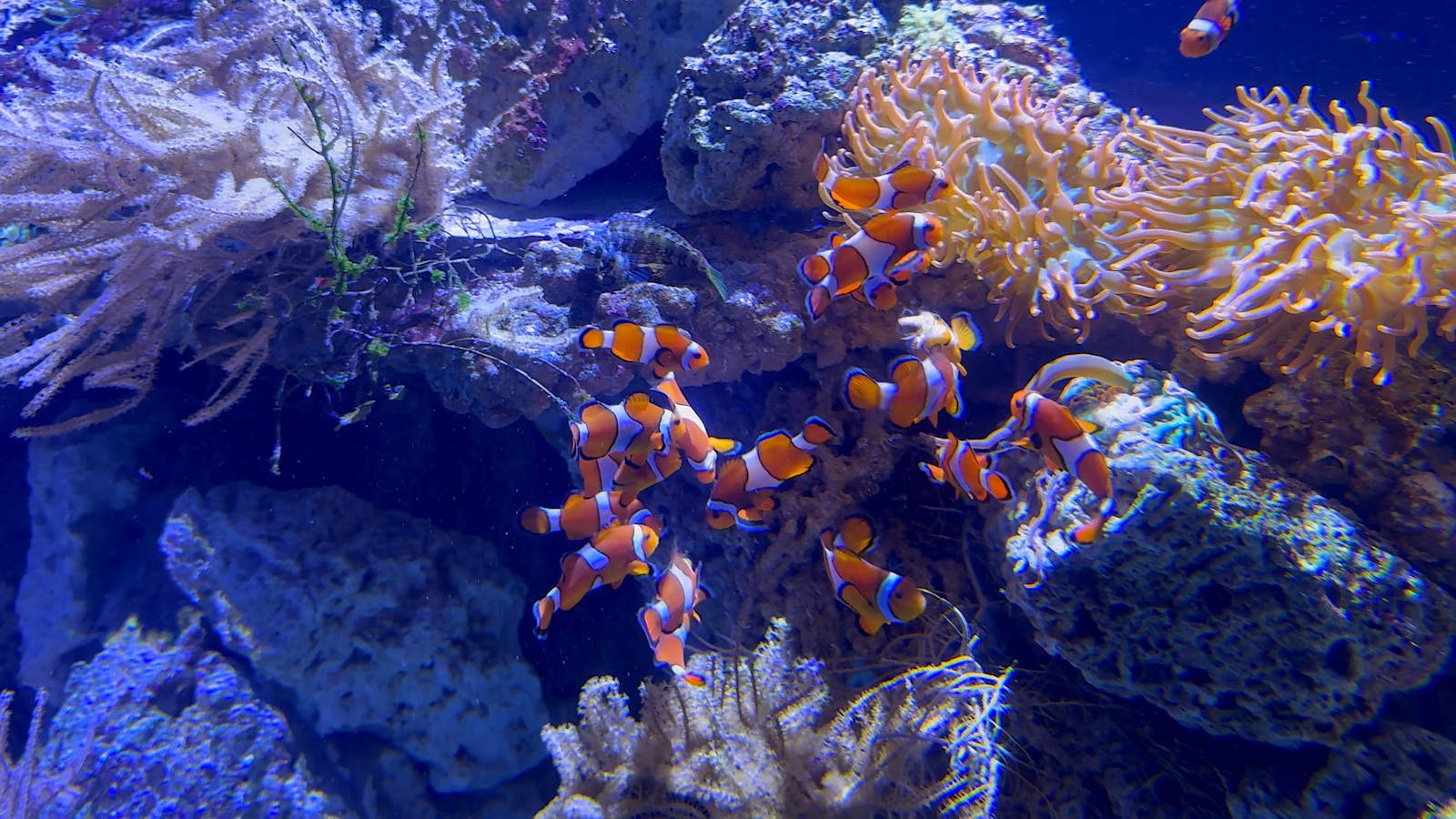 Sea Animals Videos, Download The BEST Free 4k Stock Video Footage & Sea ...