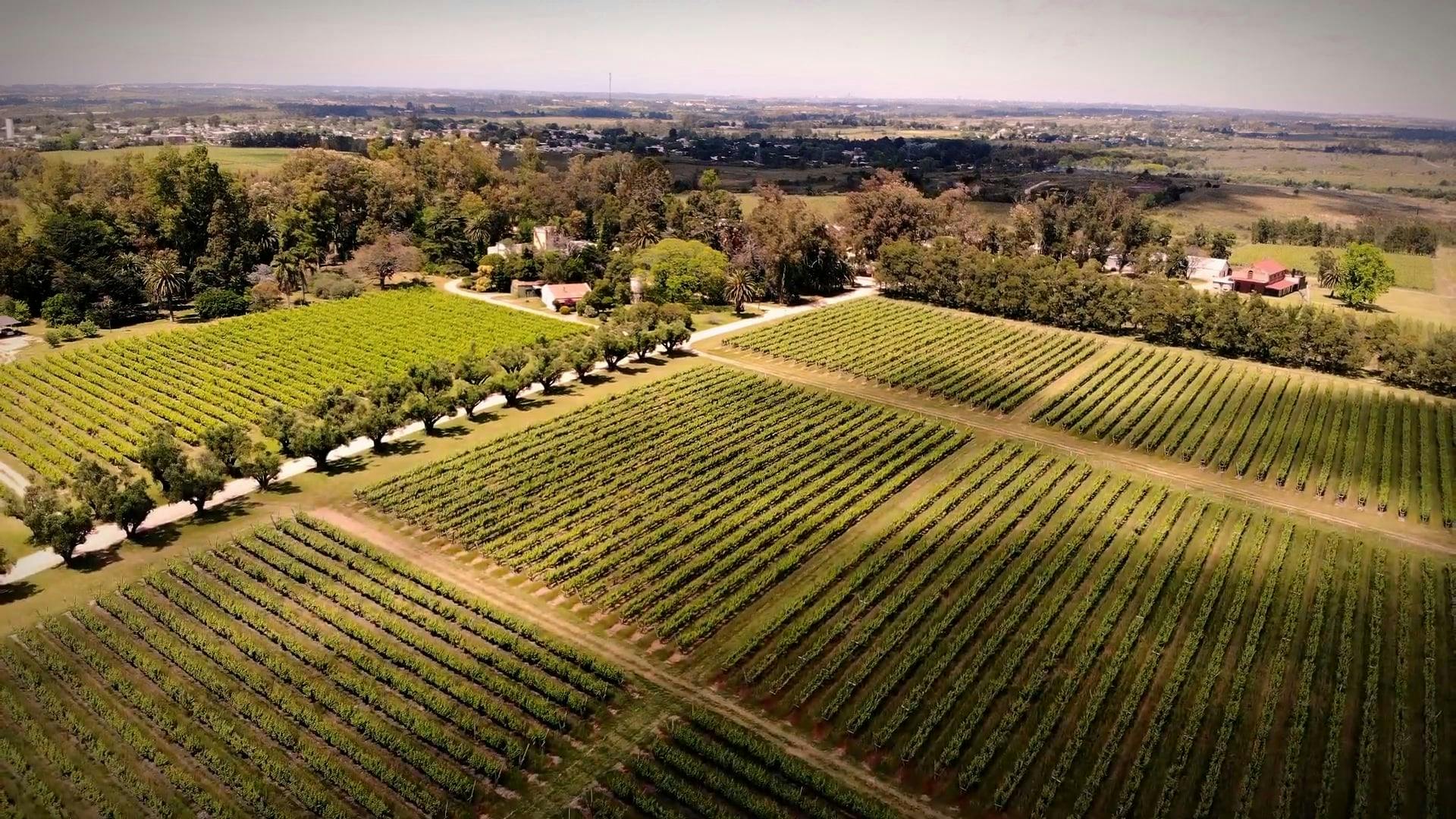 Grapeseed Field Videos, Download The BEST Free 4k Stock Video Footage ...