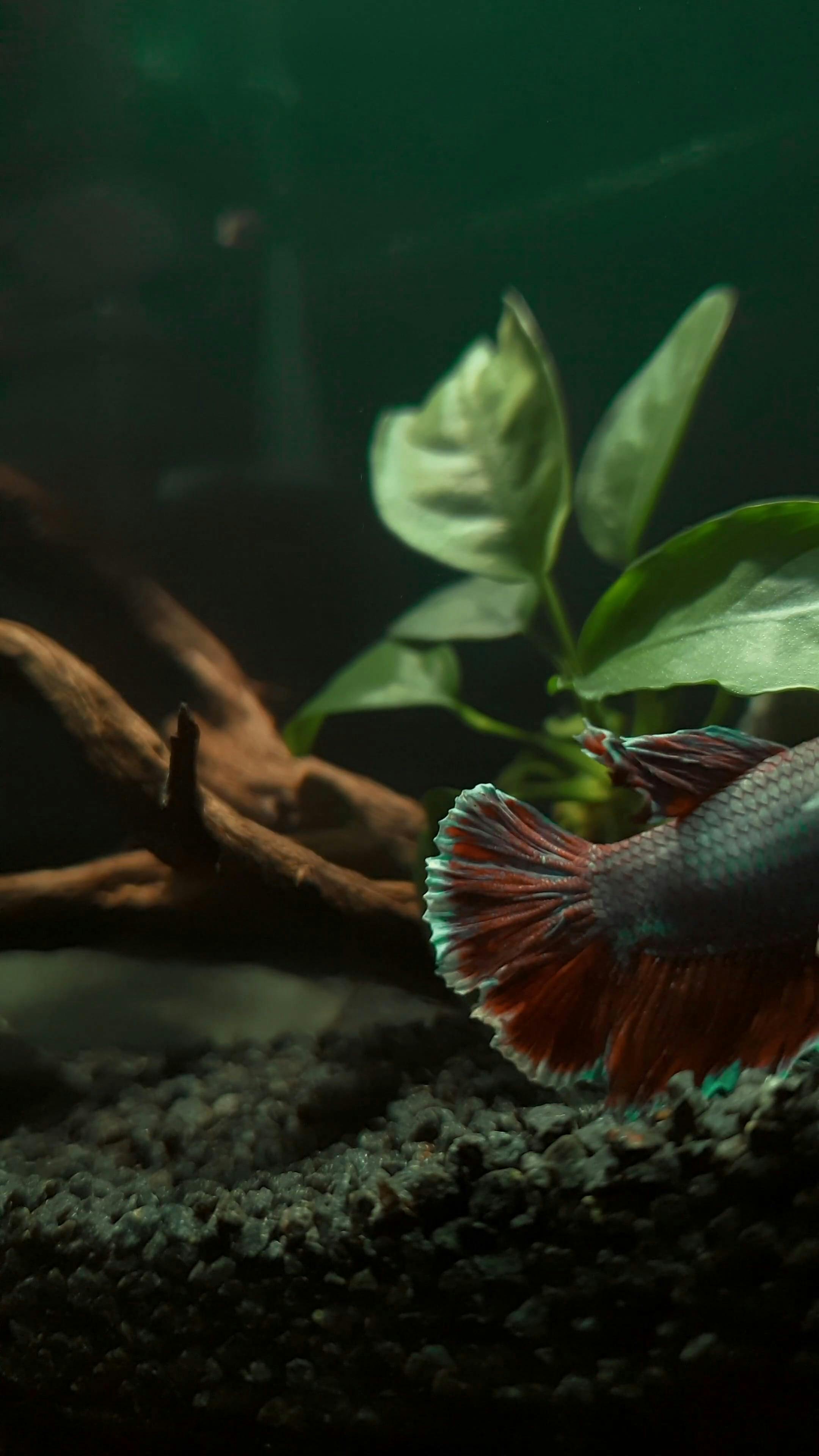 Beta Fish 16k Wallpaper Videos, Download The BEST Free 4k Stock Video ...