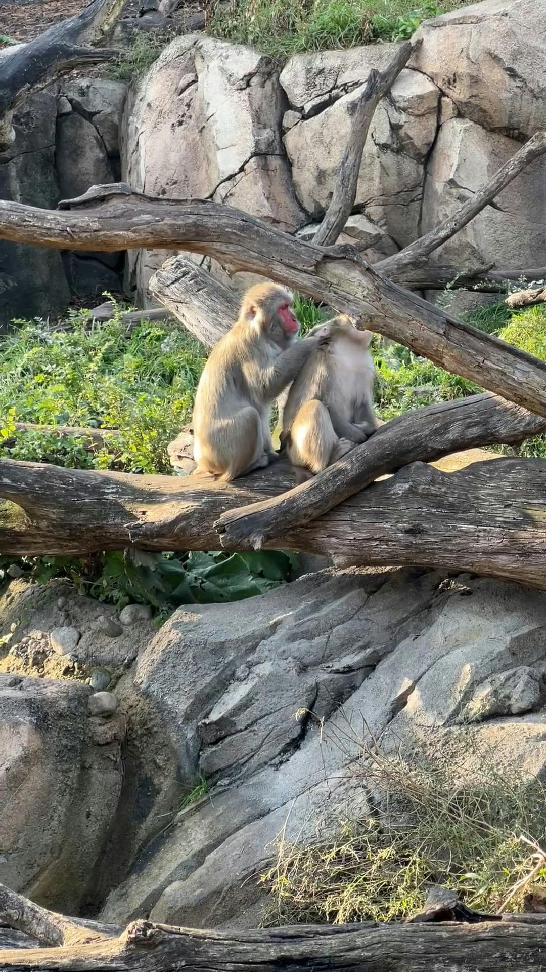 Baboons Videos, Download The BEST Free 4k Stock Video Footage & Baboons ...