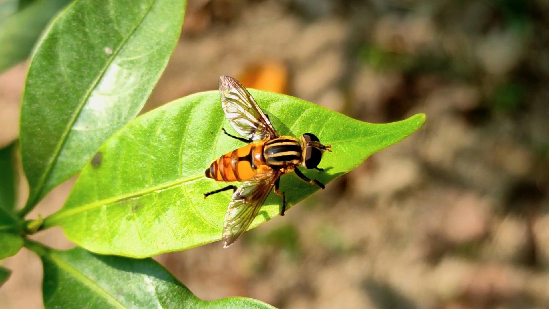 Hoverfly Behavior Videos, Download The BEST Free 4k Stock Video Footage & Hoverfly Behavior HD ...