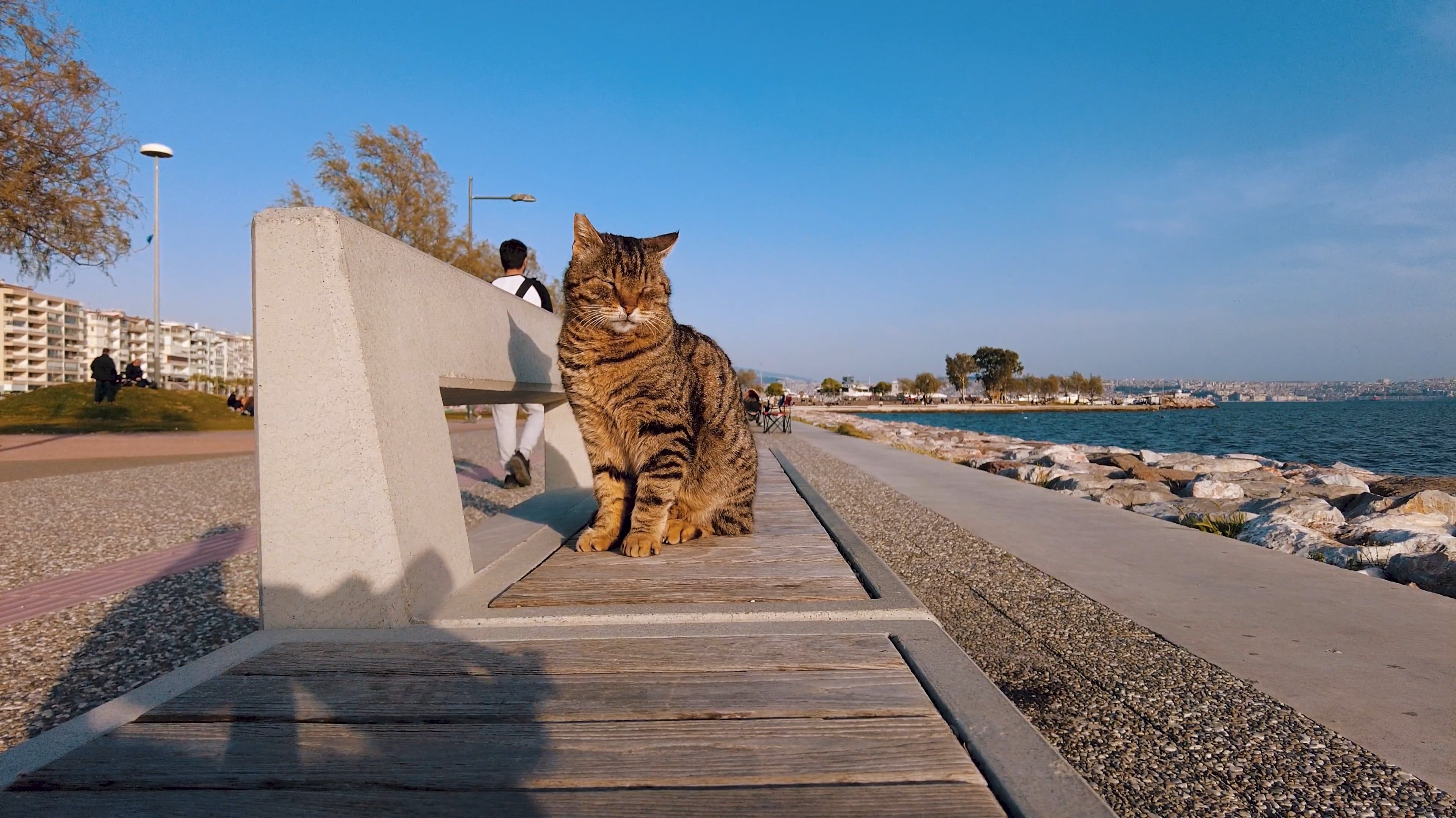 Cat Grooming on Seaside Bench in Slow Motion Free Stock Video Footage ...