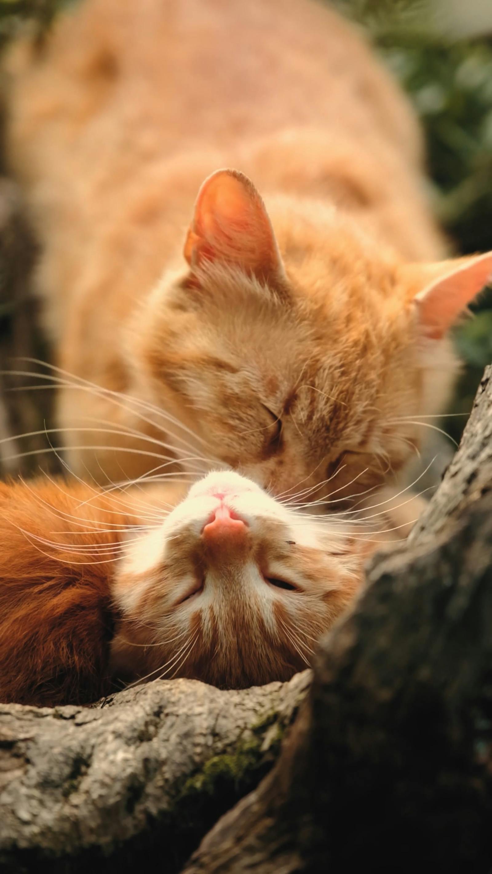 Animated Cat Videos, Download The BEST Free 4k Stock Video Footage ...