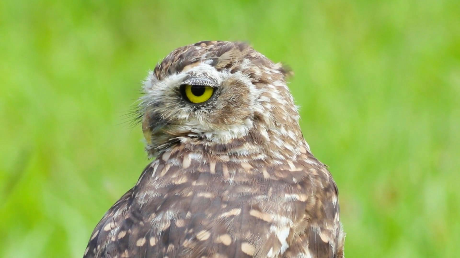 Closeup of an owl turning its head 360°. Free Stock Video Footage ...