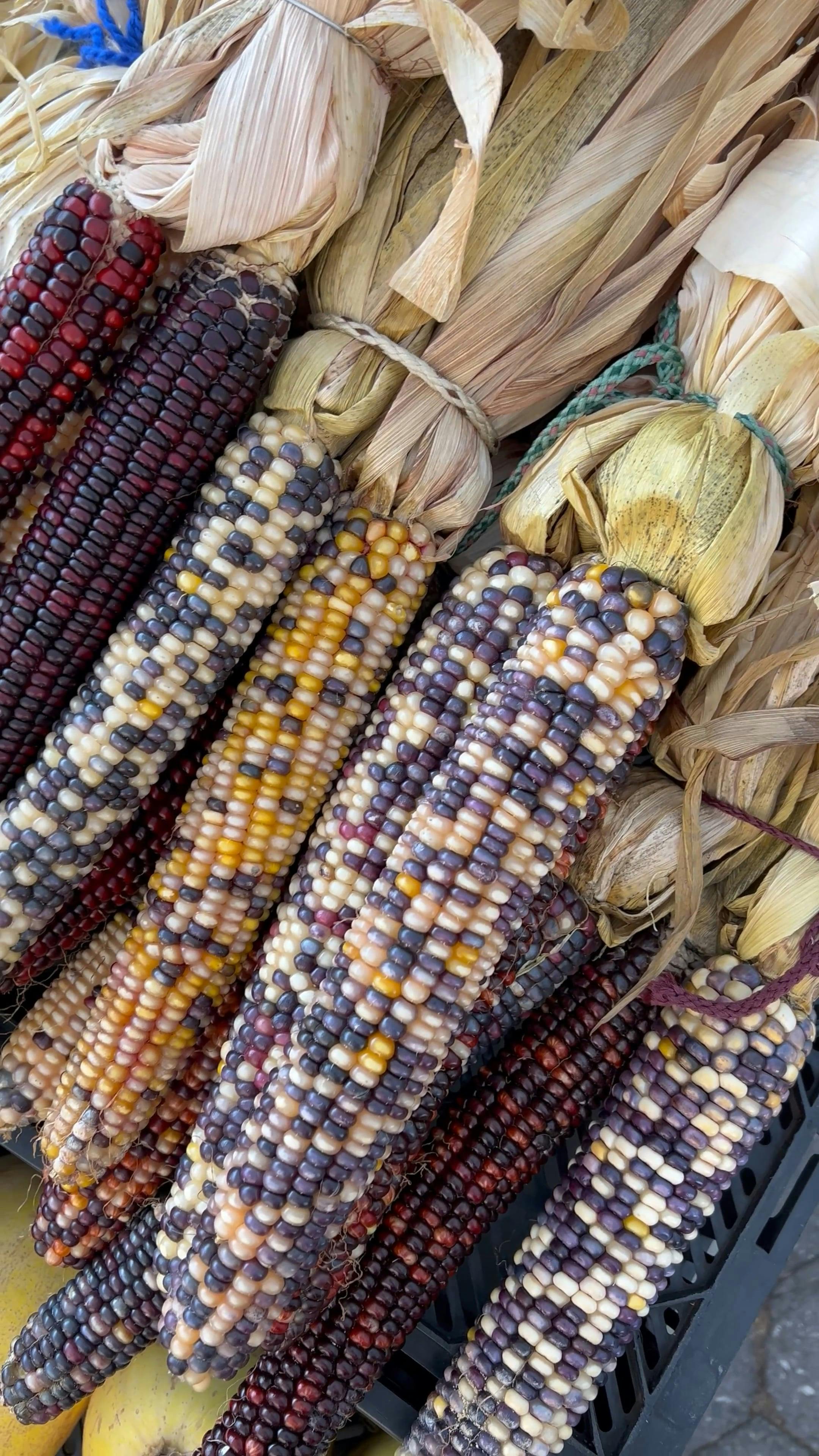 Corn Free Stock Video Footage, Royalty-Free 4K & HD Video Clip