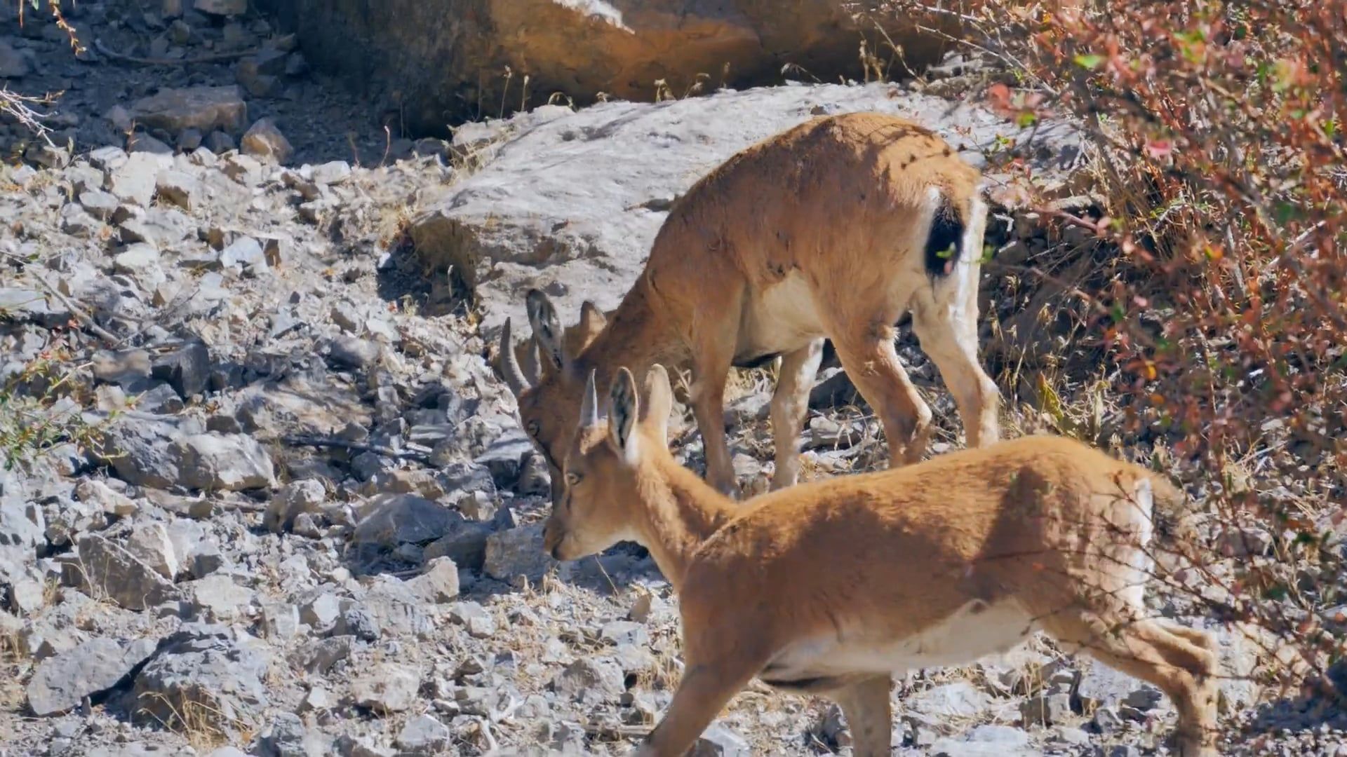Persian ibex Free Stock Video Footage, Royalty-Free 4K & HD Video Clip