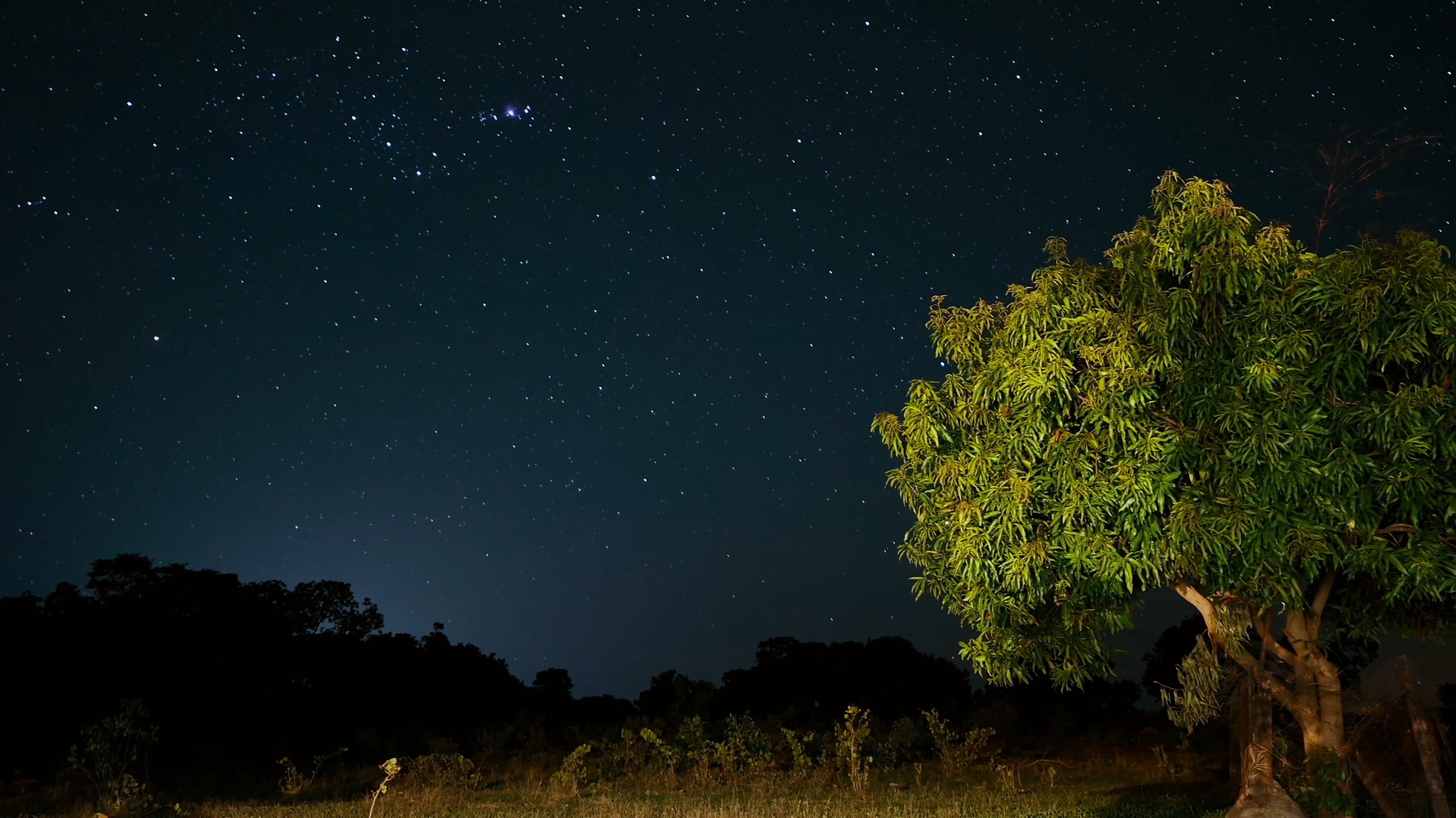 A tree under the night sky with stars Free Stock Video Footage, Royalty ...
