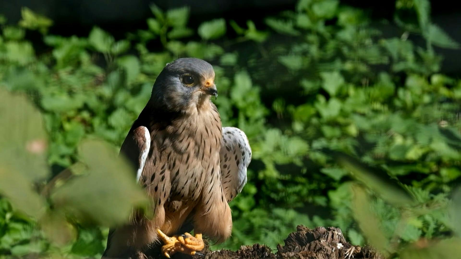 A Wet Hawk Free Stock Video Footage, Royalty-Free 4K & HD Video Clip