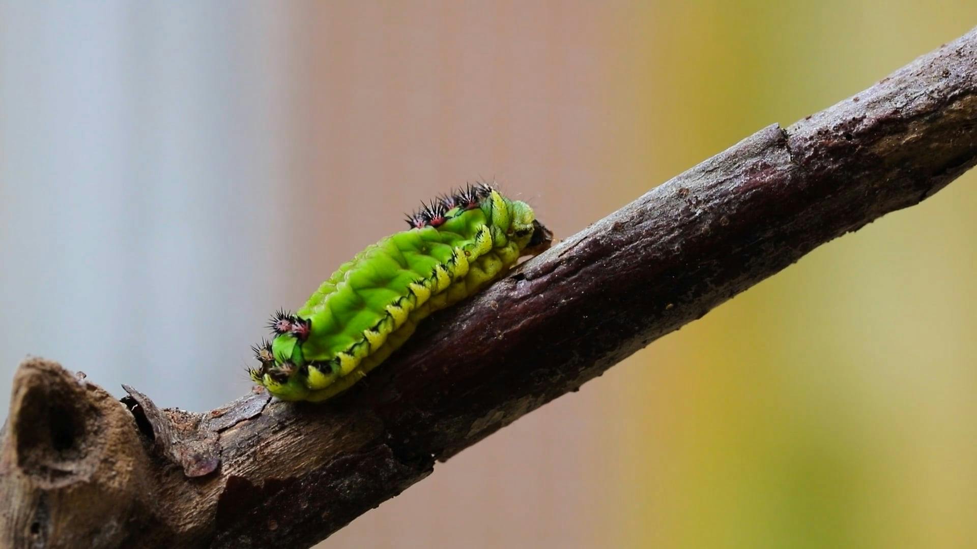Vídeos de stock gratuitos sobre al aire libre, animal, antenas, bicho ...