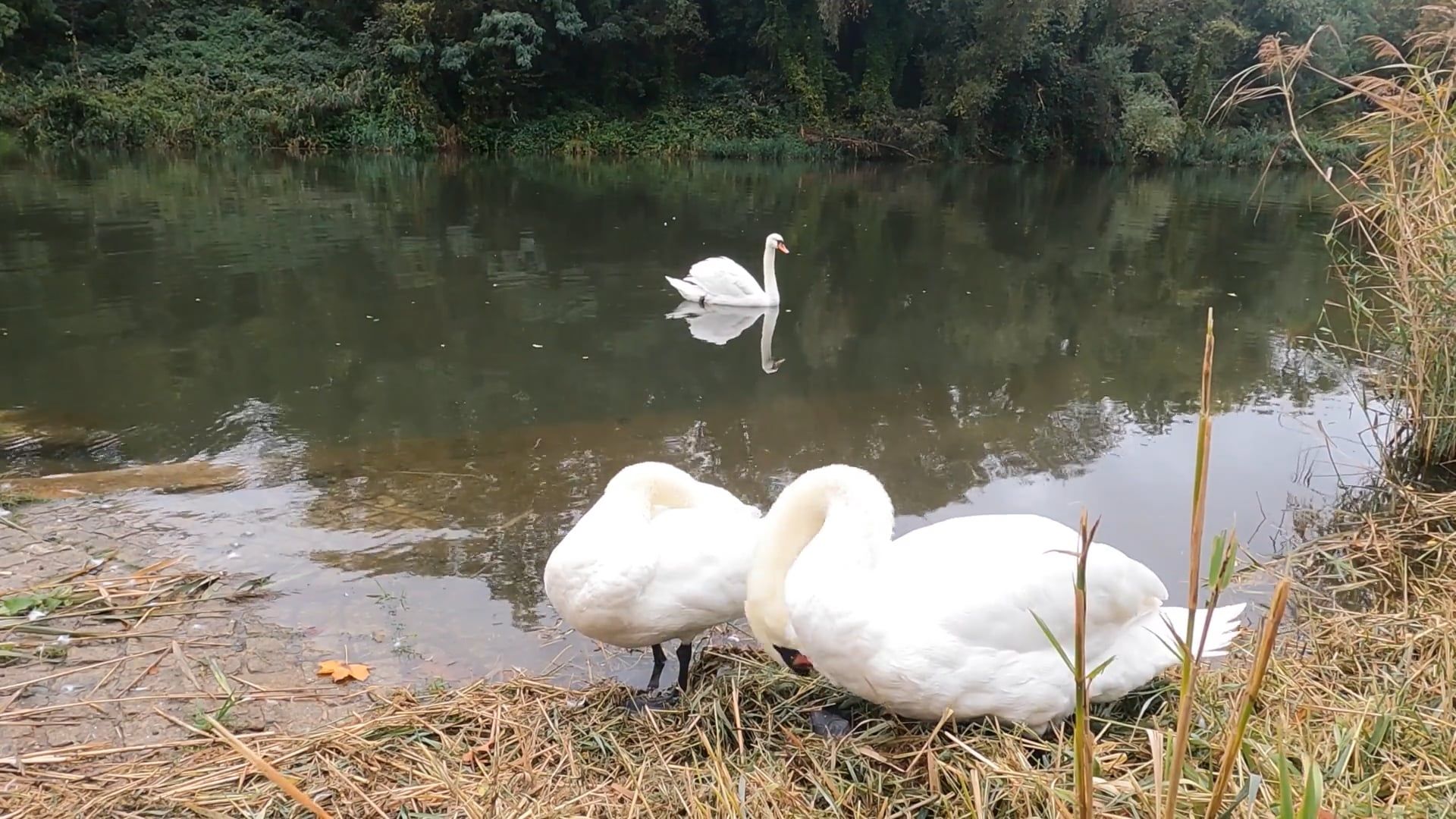 Two swans are standing on the bank of a river Free Stock Video Footage ...
