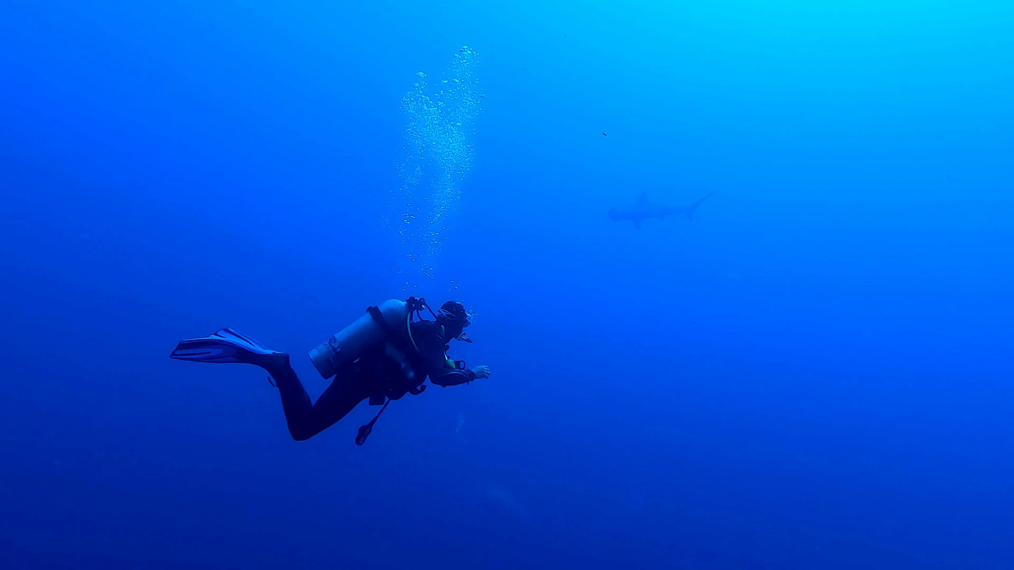 Vídeos de stock gratuitos sobre acuático, agua, arrecife, arrecife de ...