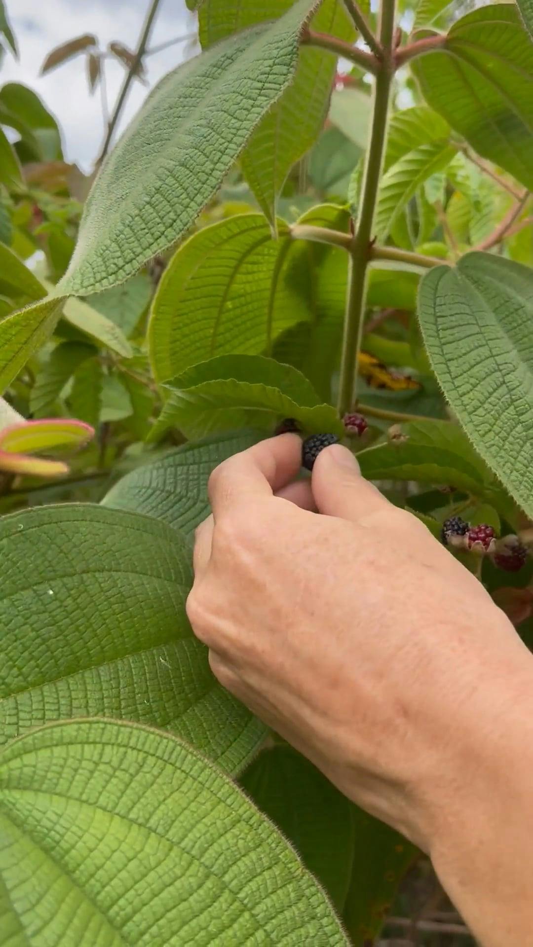 Cosecha Mora Free Stock Video Footage, Royalty-Free 4K & HD Video Clip