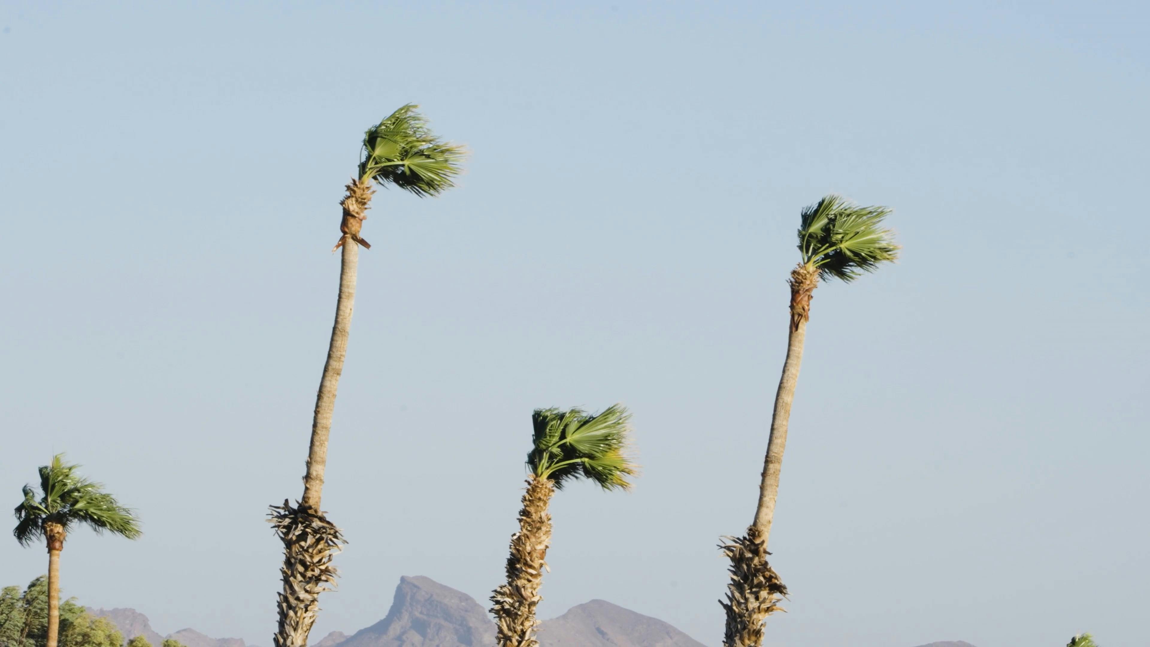 Video stok gratis tentang alam, alami, angin, angin gurun, bergoyang ...