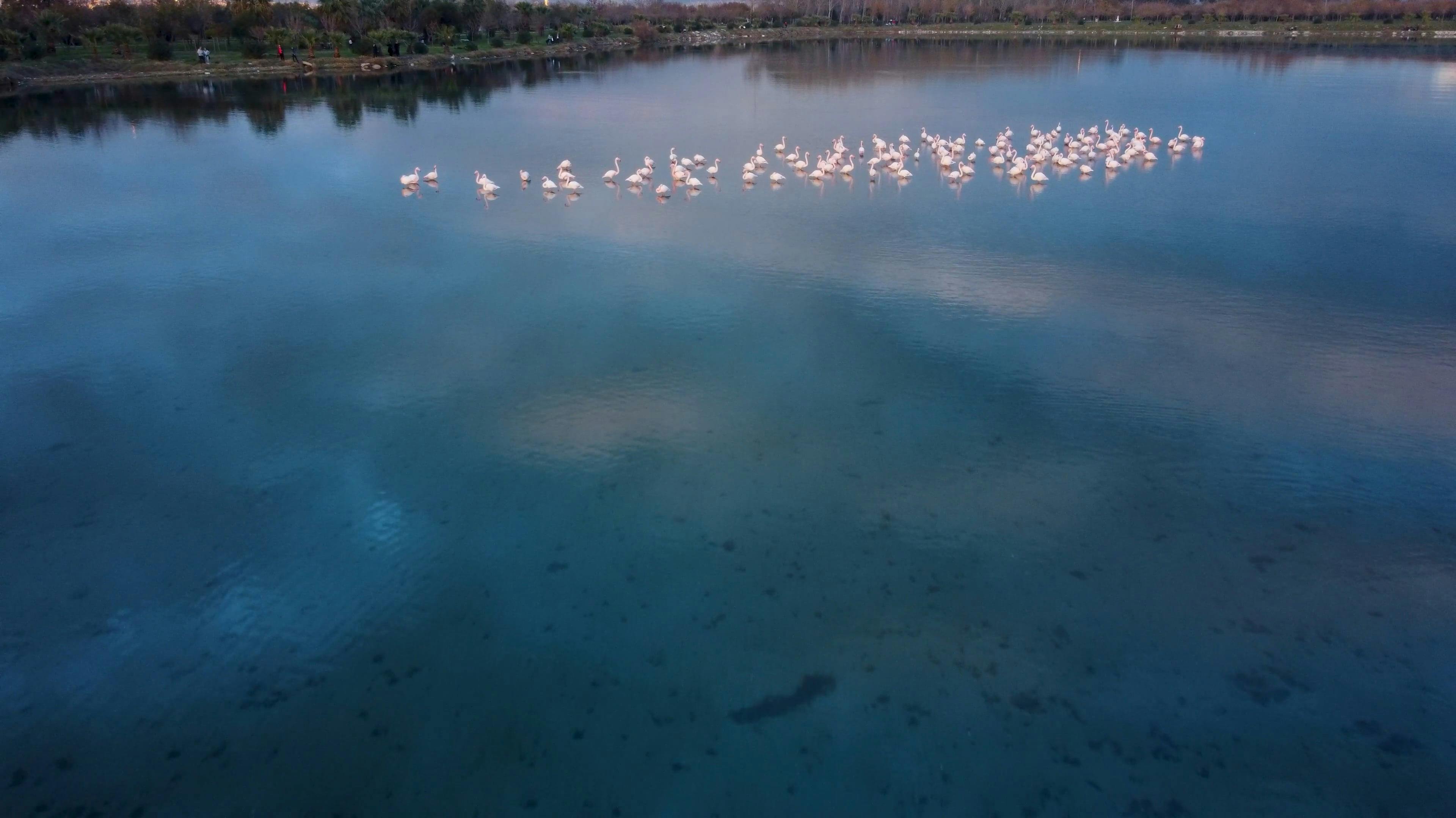 Pink Group Pictures Videos, Download The BEST Free 4k Stock Video ...